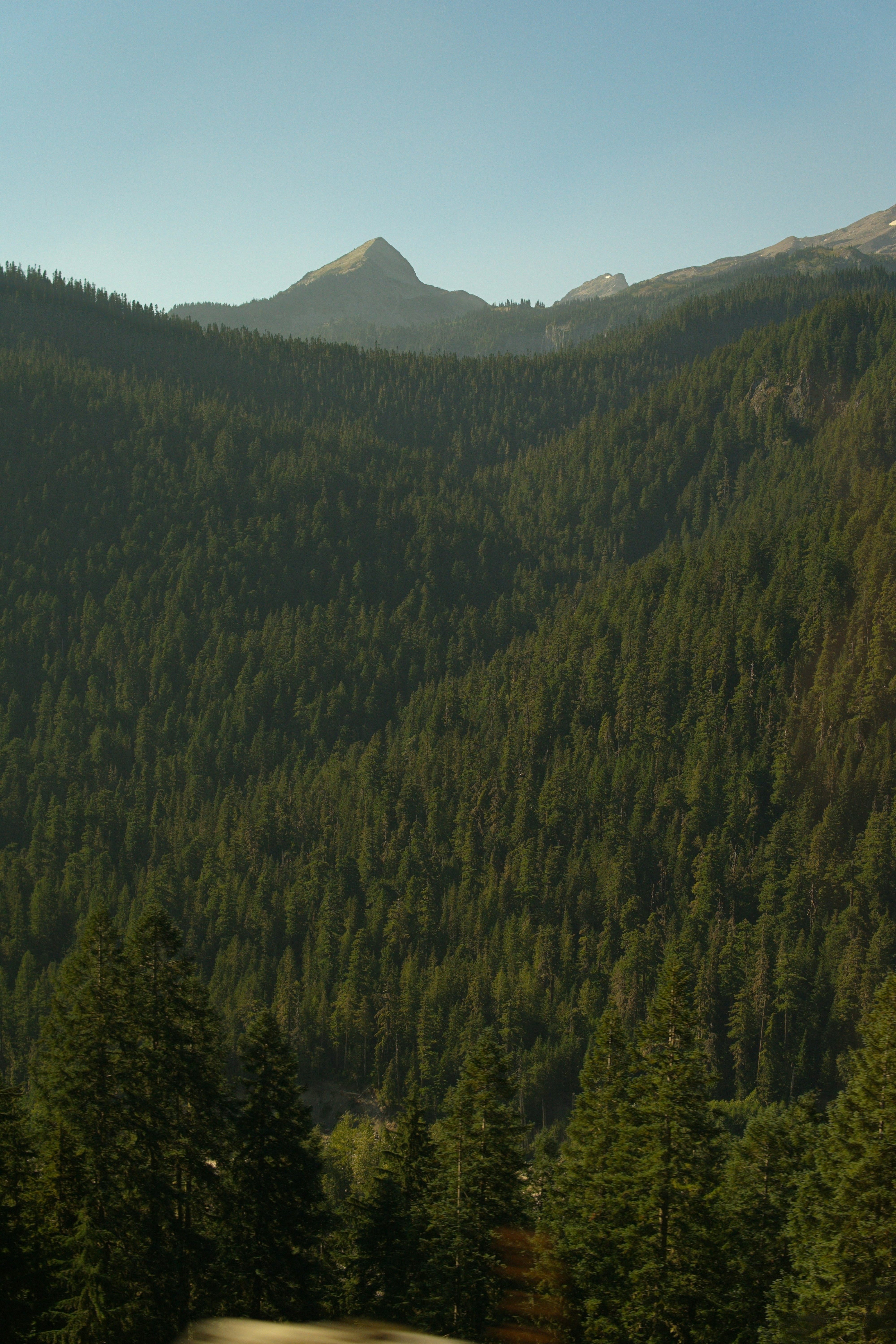 Ridge of Pines Under a Clear Mountain Wake
