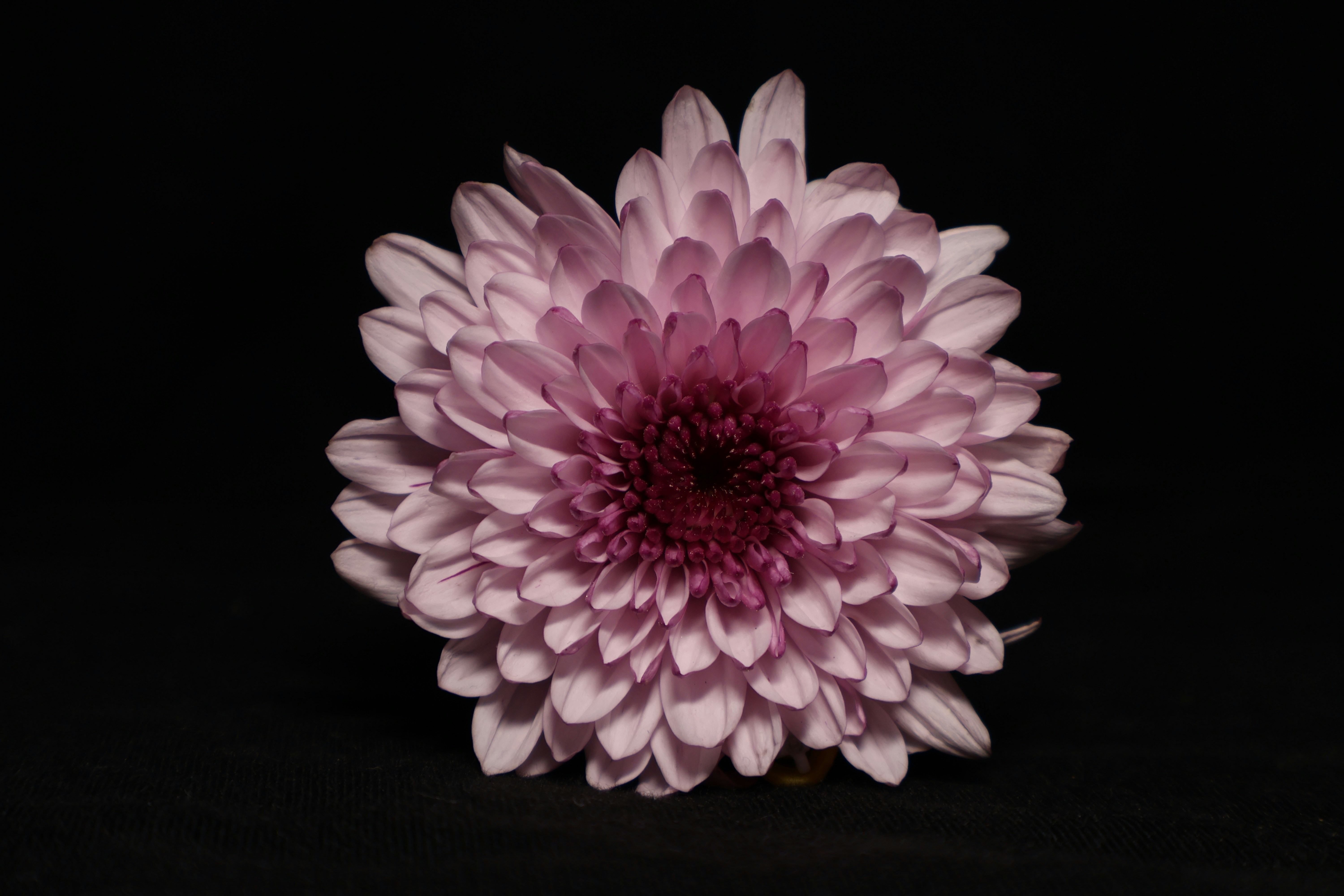 Petal Convergence: A Pink Dahlia Under a Quiet Spotlight
