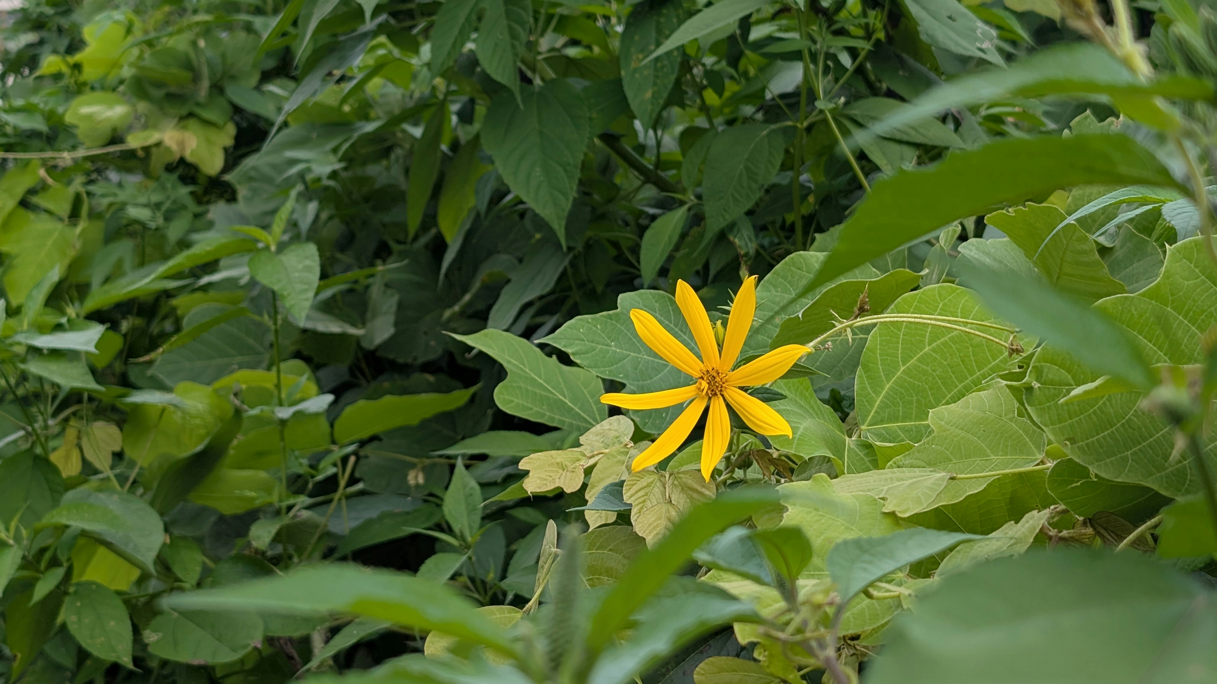Sunlit Yellow Bloom Amid Quiet Greenery
