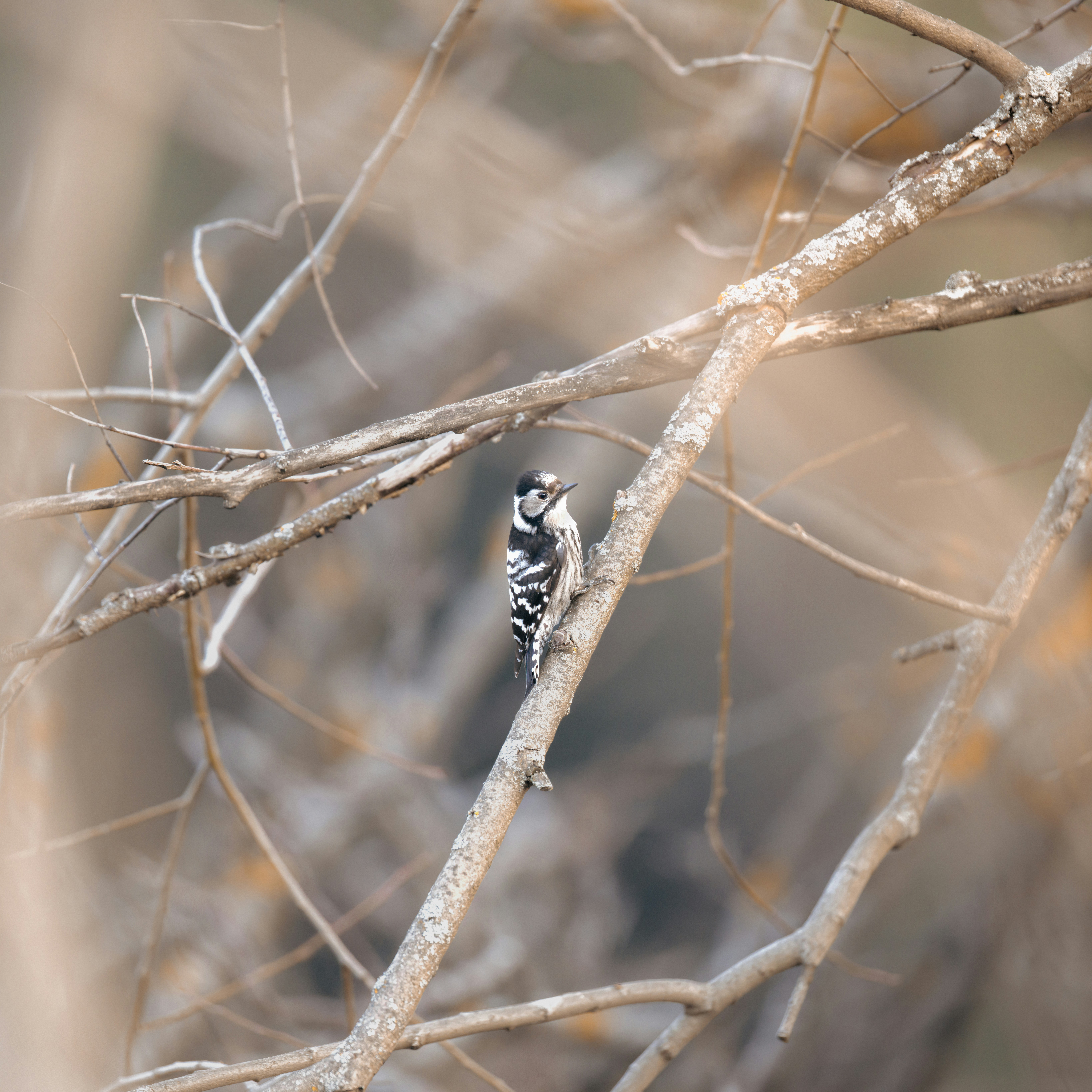 Photo by Edit Primeval with Canon EOS R3