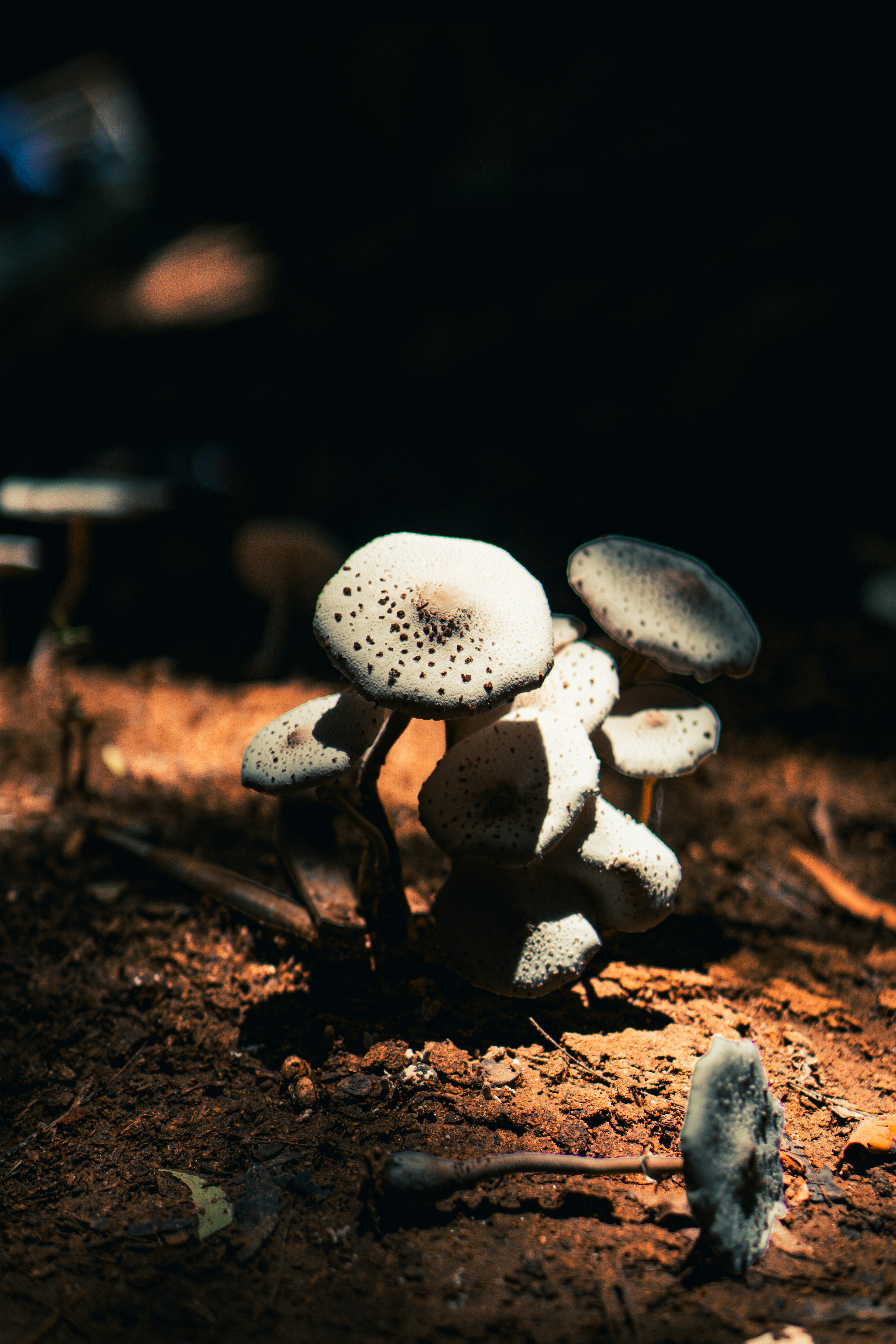 Moonlit Cluster: White Mushrooms Uptilt from Rich Soil