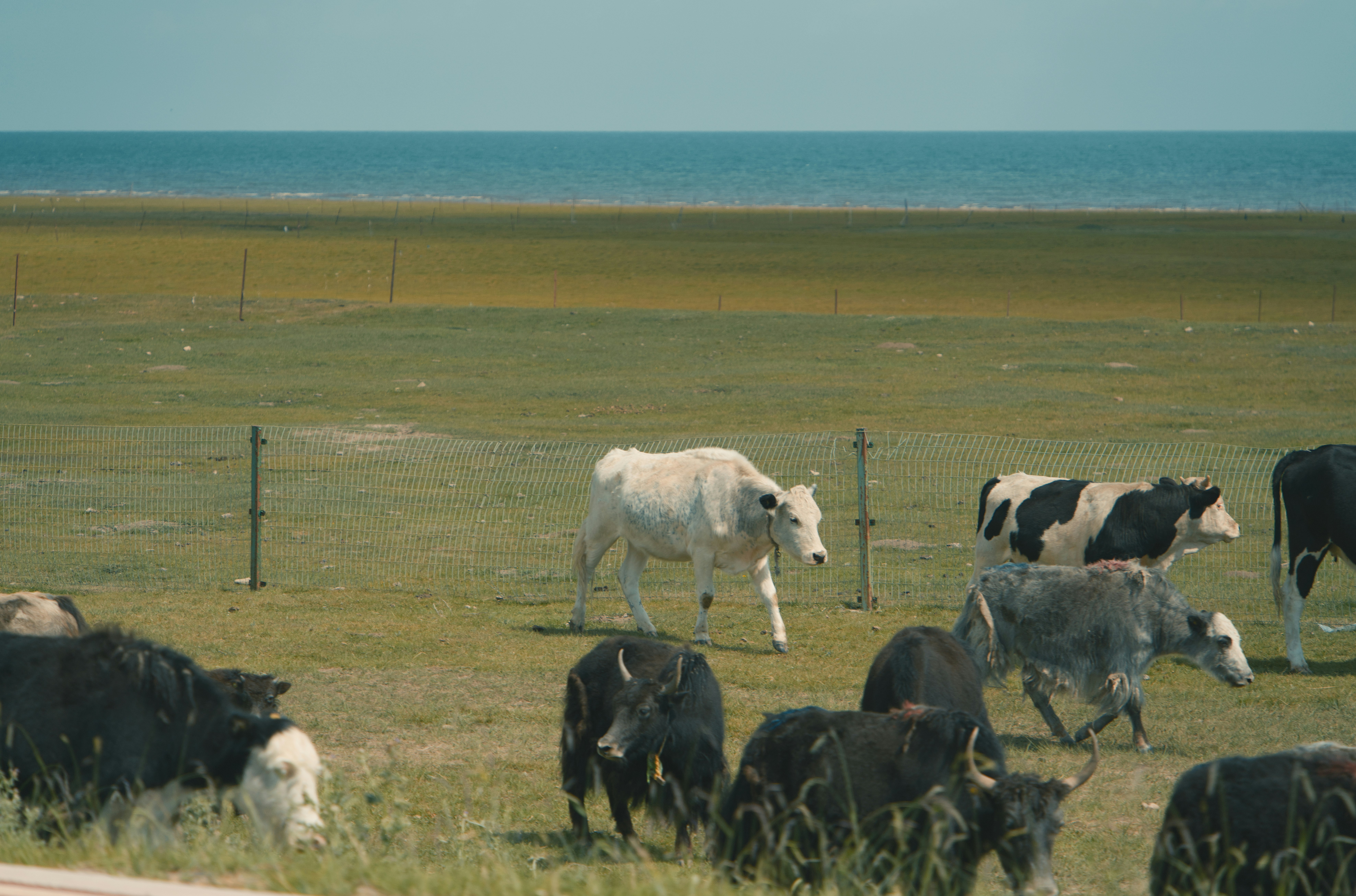 Pasture Patrol: A White Cow Among Darker Herds by the Coastal Plain