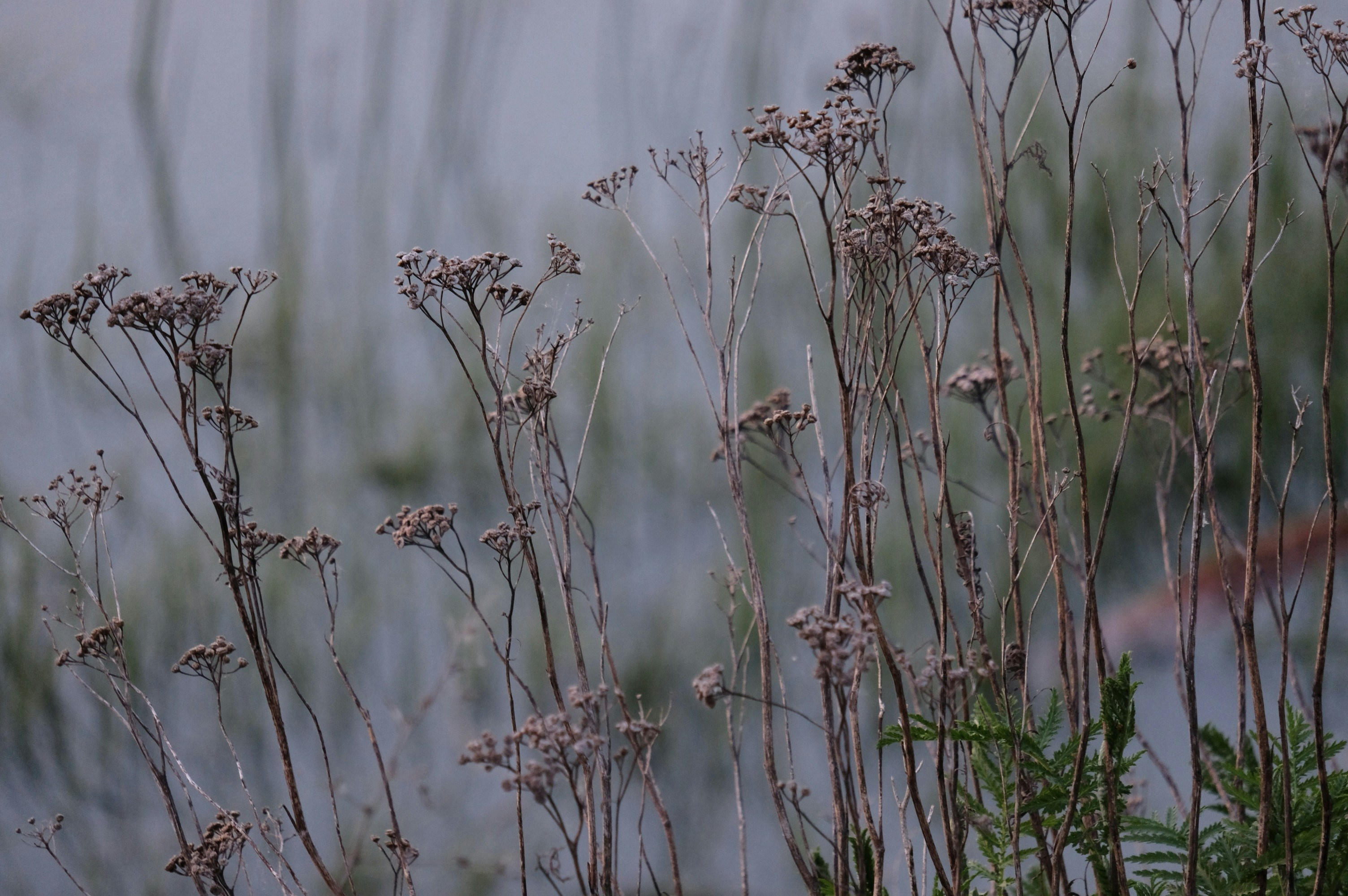 Dry Wildflower Silhouette in Foggy Field