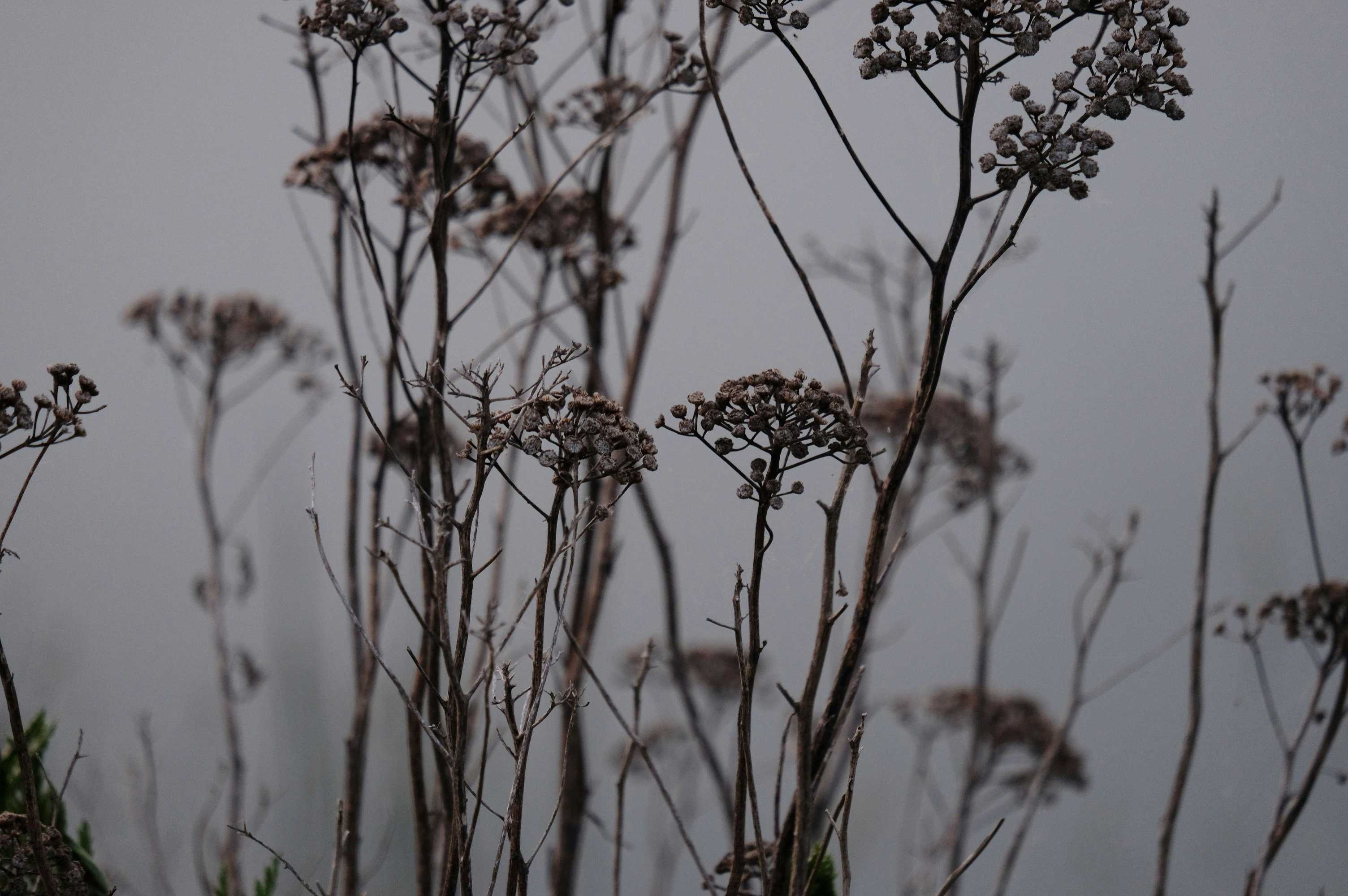 Winter Thicket in Silent Grey