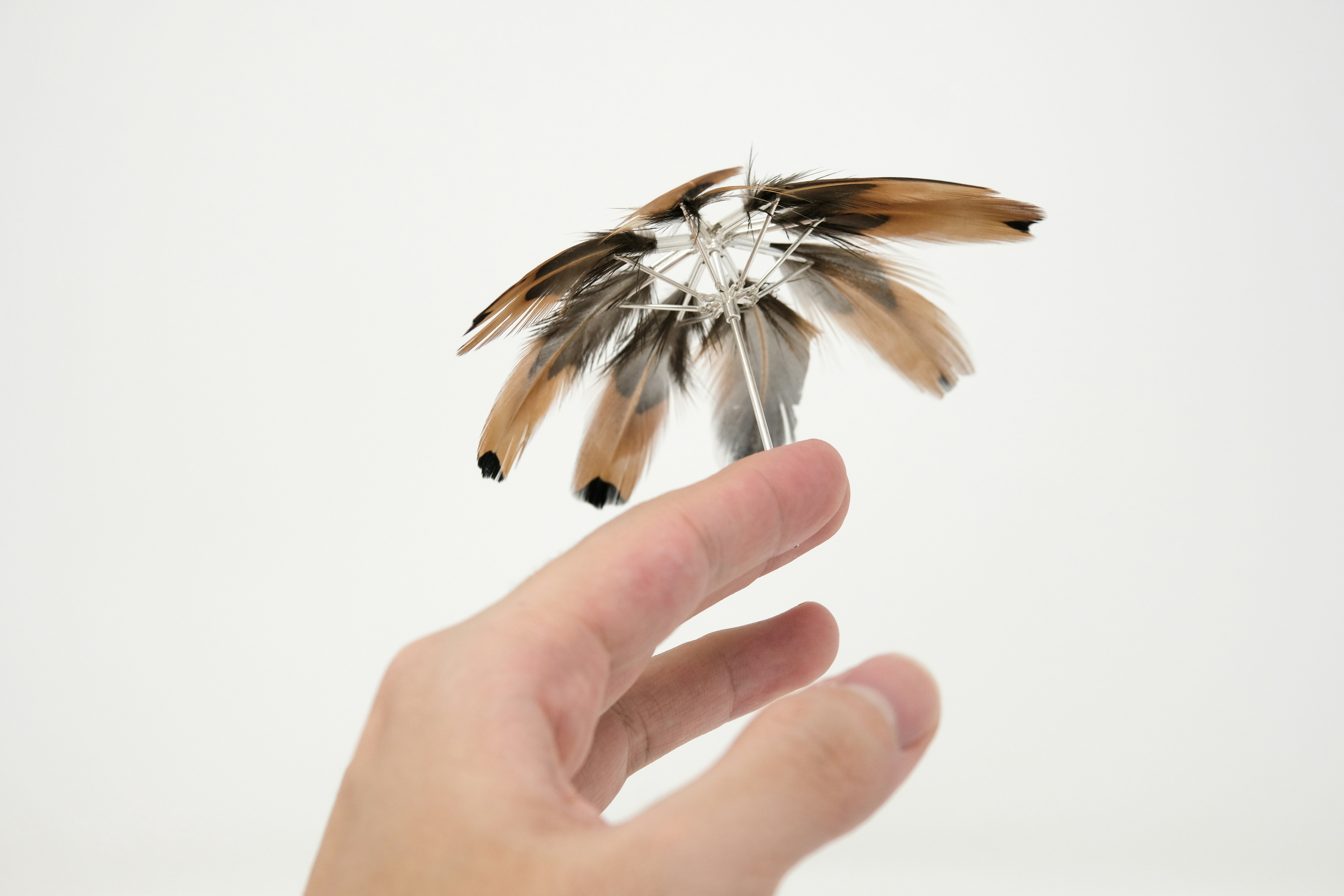 Delicate Seeded Dandelion Fragile Wings Between Fingers