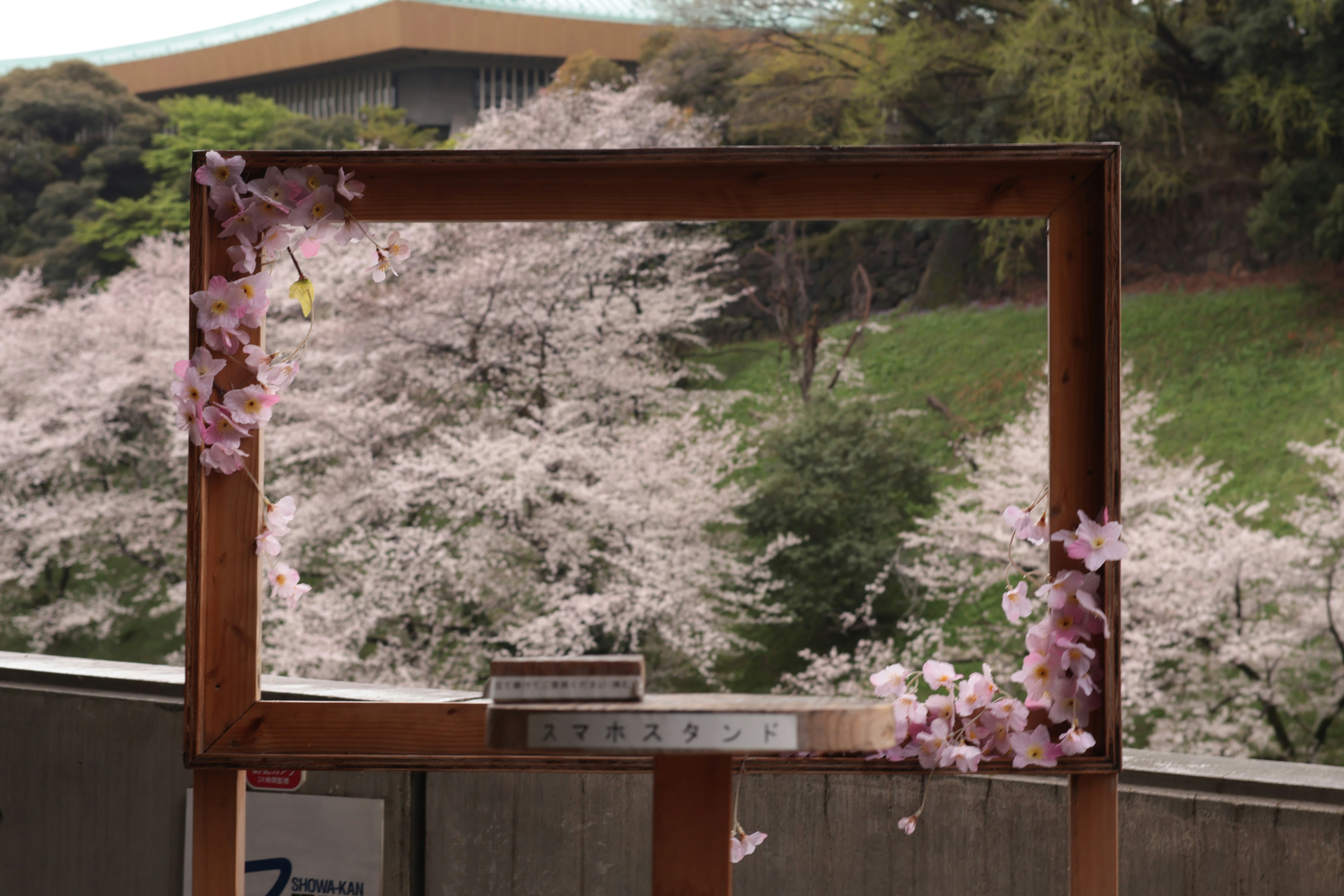 Cherry Blossom Frame: A Scene Framed by Spring