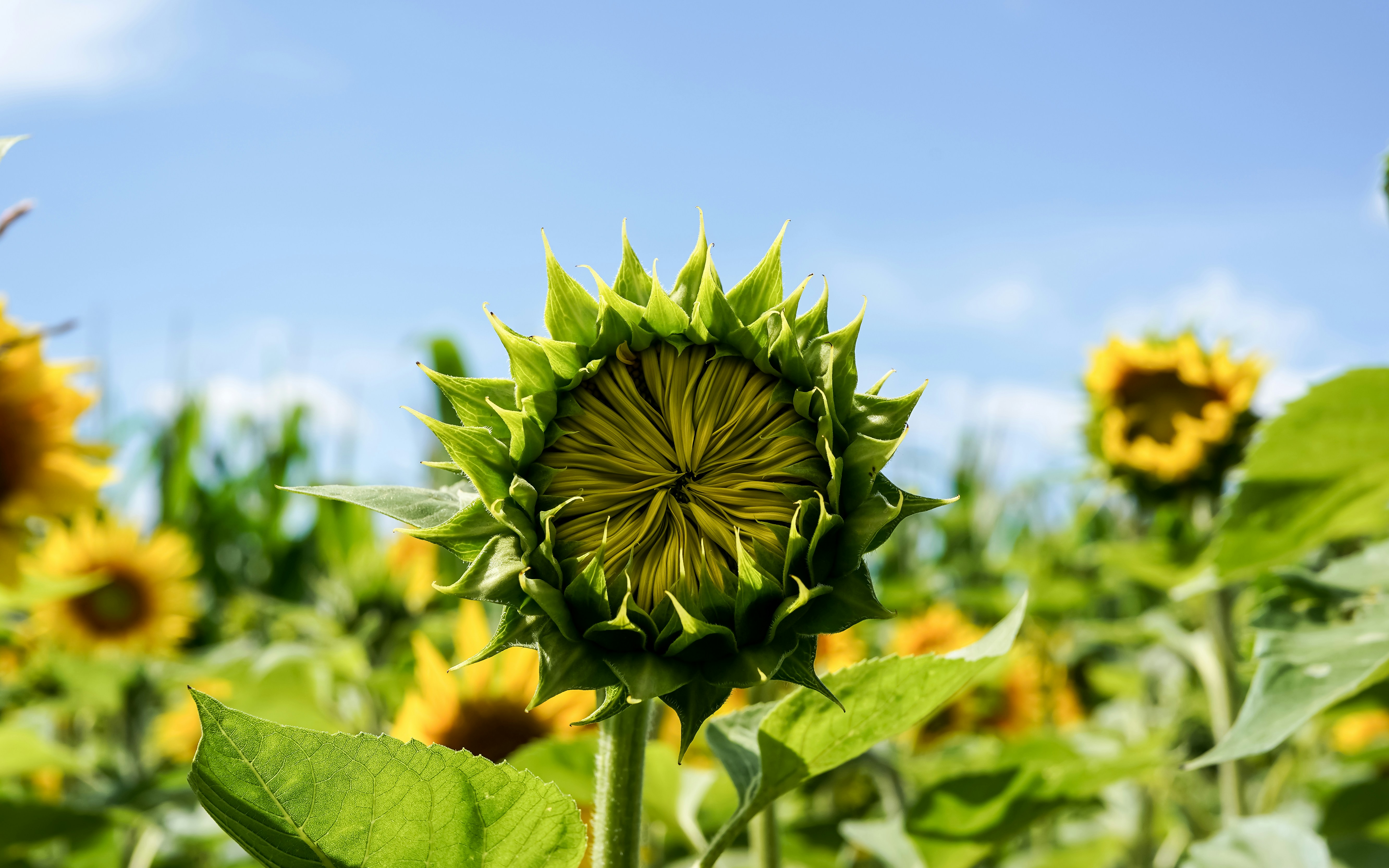 Center Bloom: A Sunflower Bud Gathers the Sun
