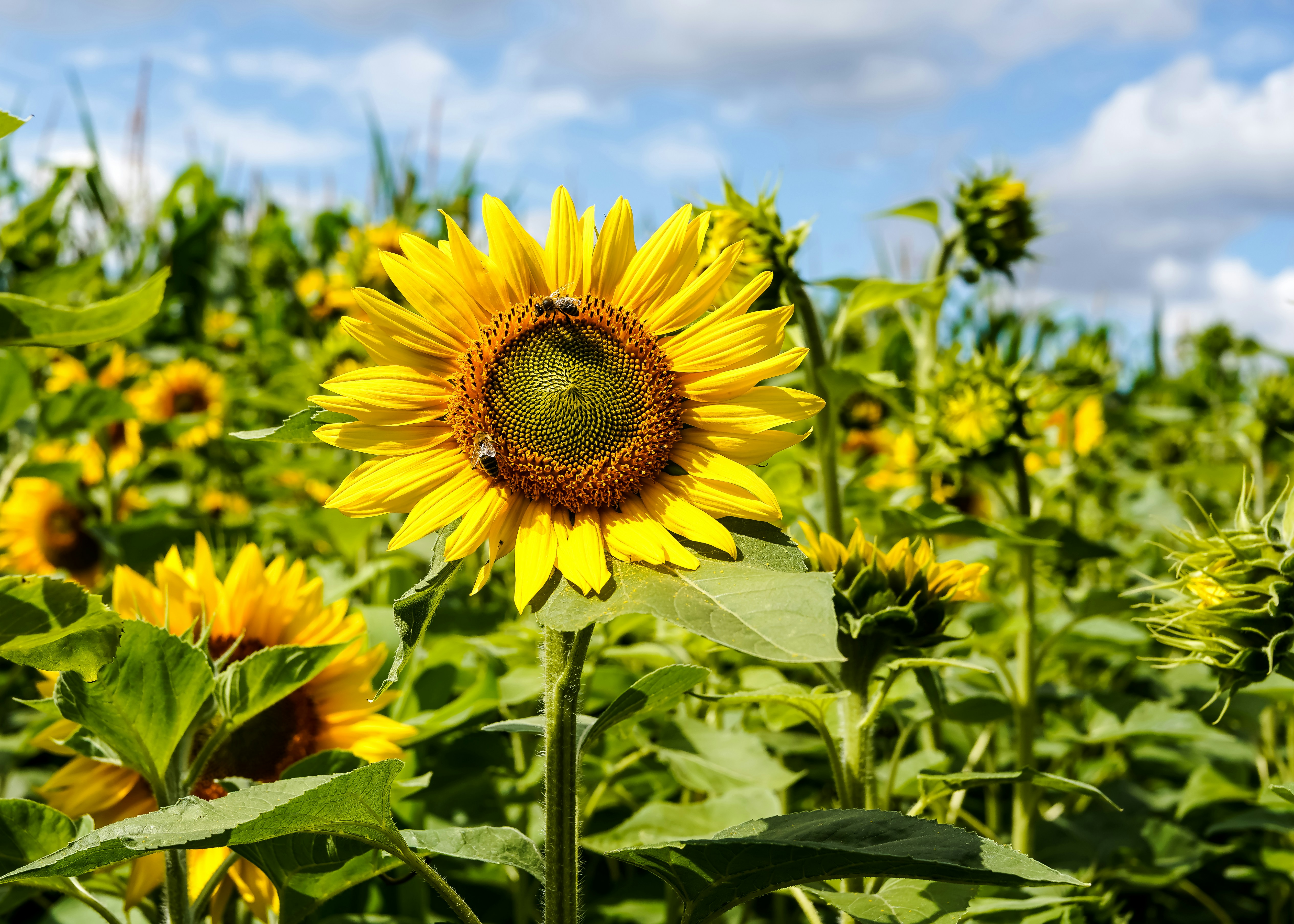 Sunlit Center Bloom: A Bold Sunflower in a Sea of Green