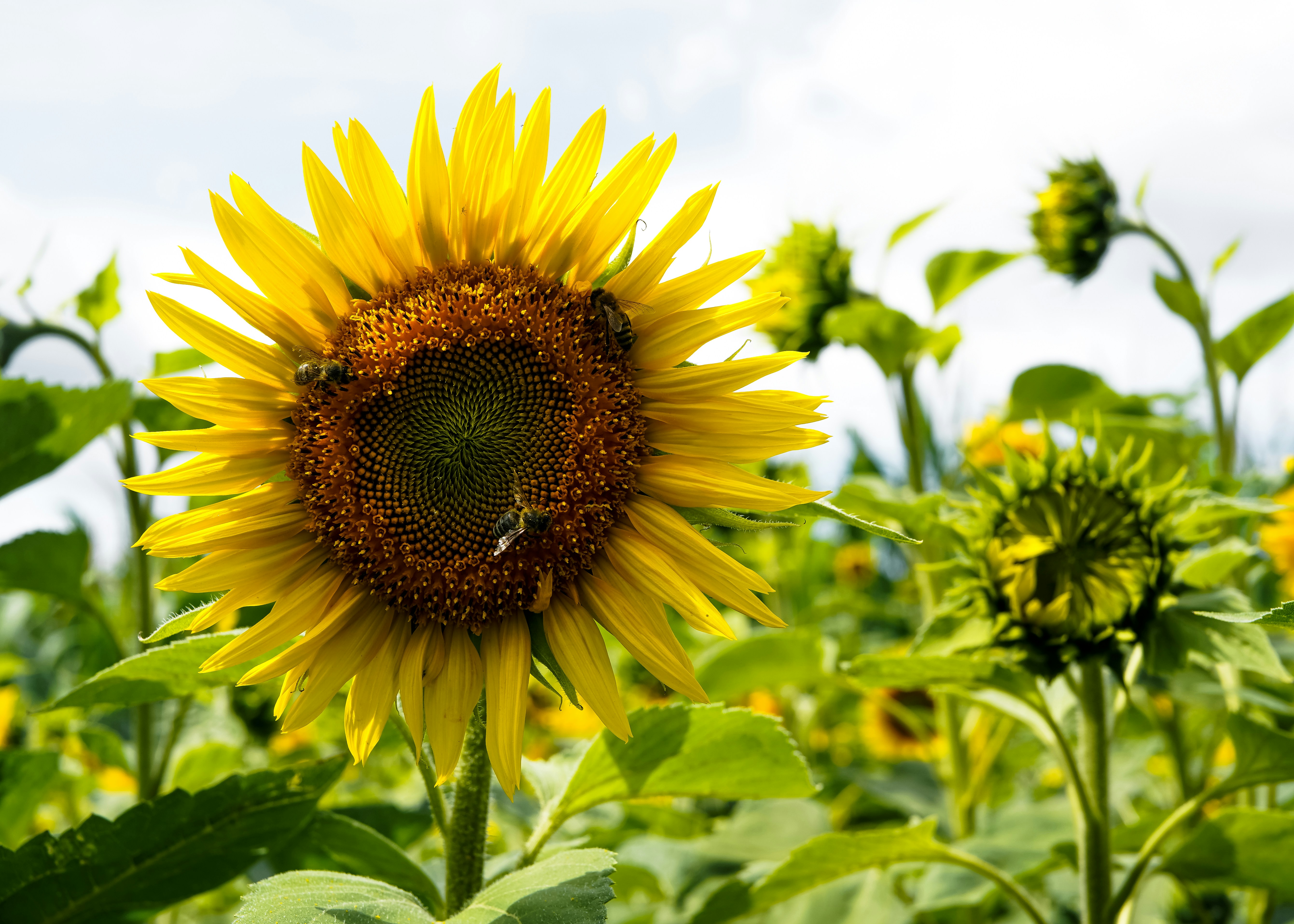 Sunflower Centerstage: a close-up of a radiant bloom in a sunlit field