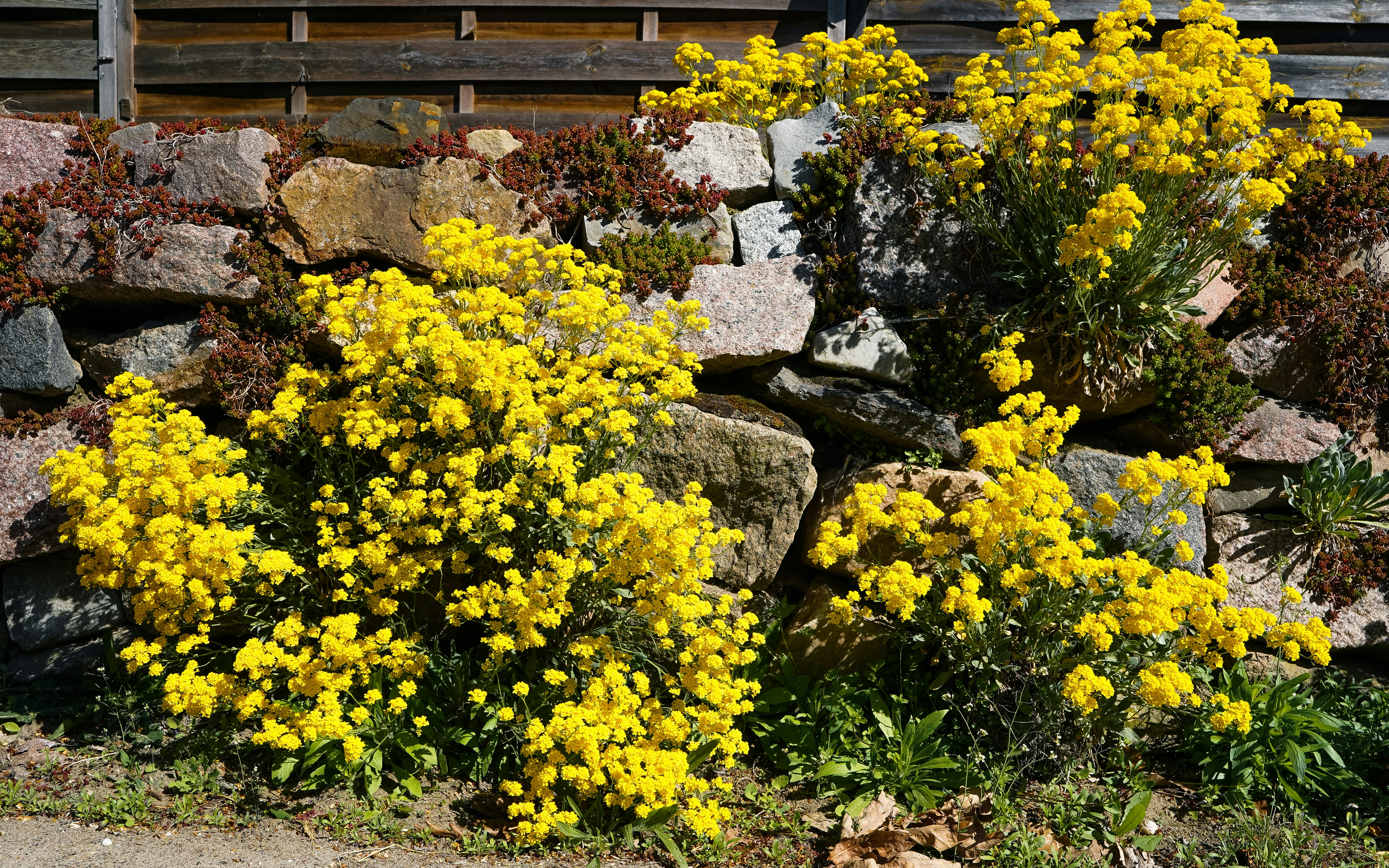 Sunlit Rhythms: A Burst of Yellow Bloom Against Stone and Wood