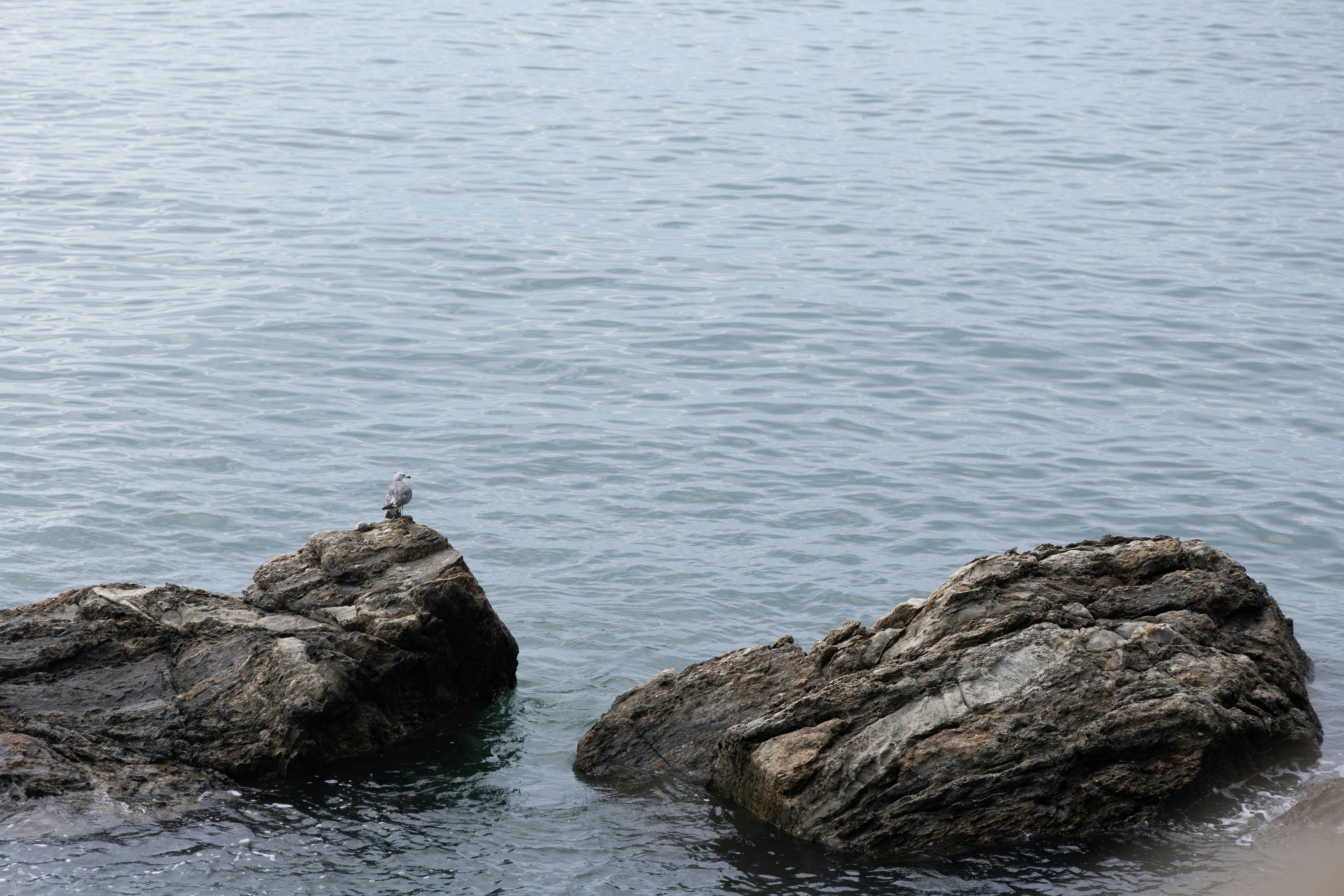 Seagull Sentinel on a Coastal Outcrop