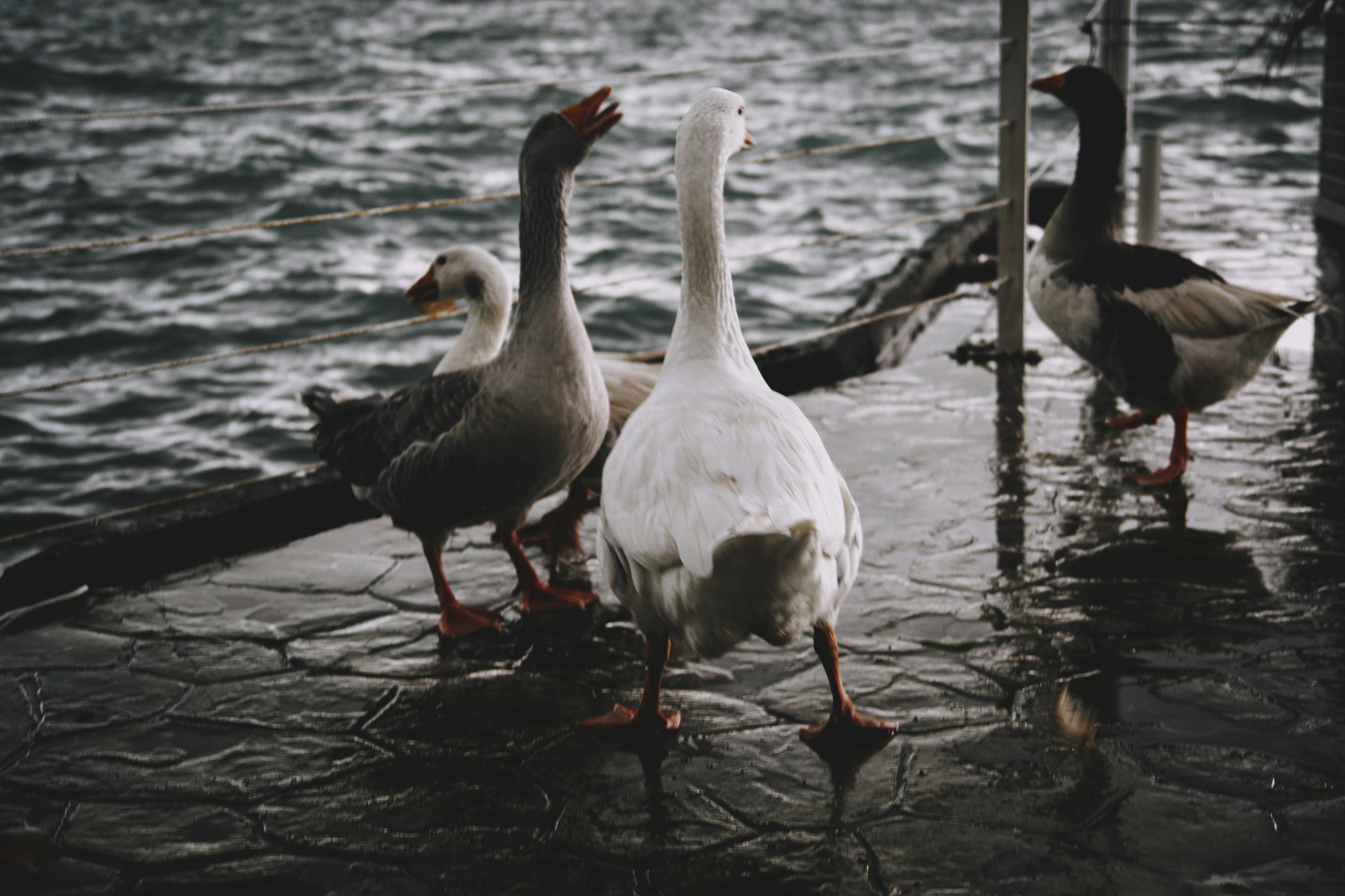 Winged Quartet by the Pier: Ducks Pausing on a Rainy Quayside