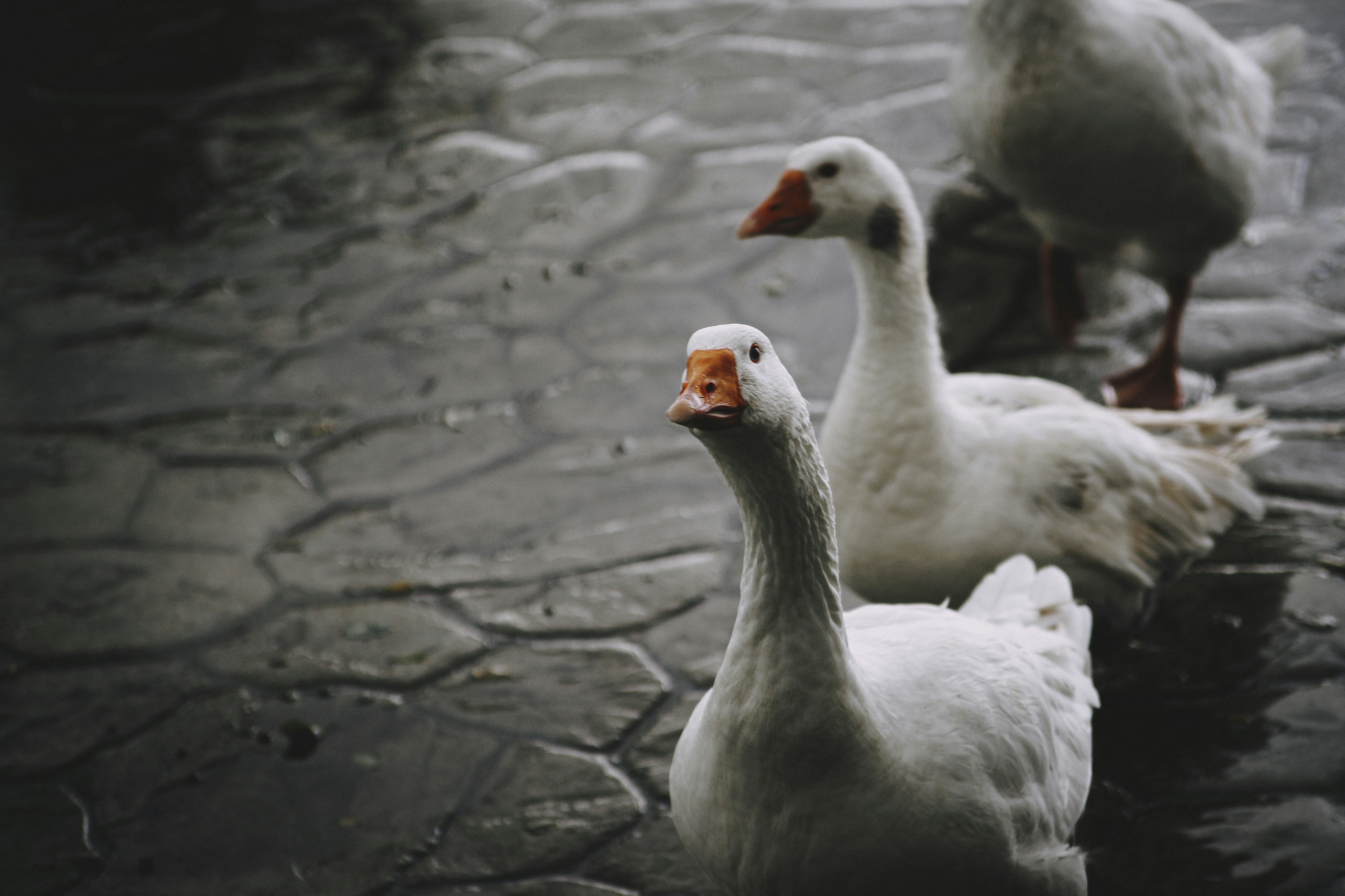 A Quiet Flock at the Edge of Shadows