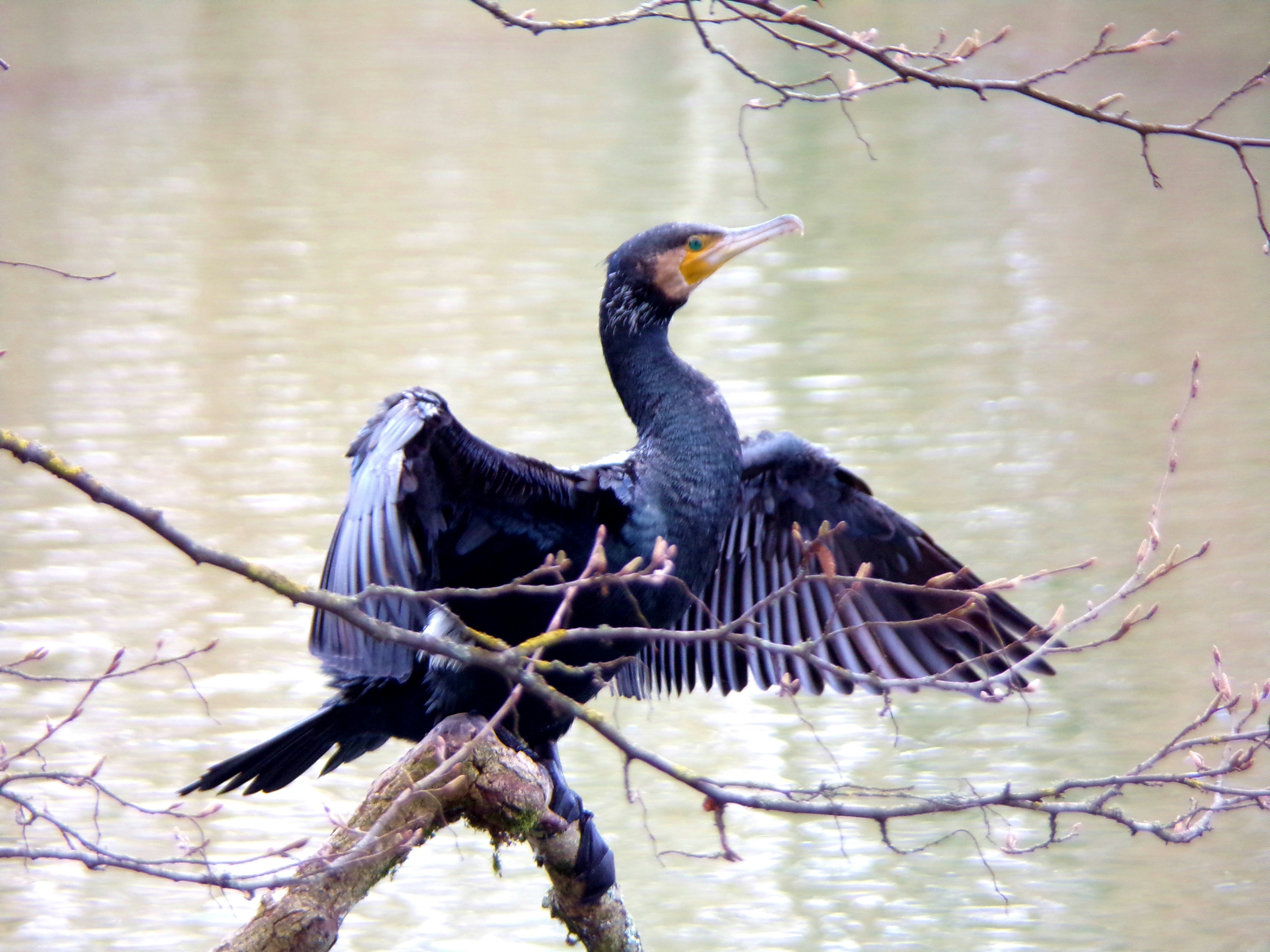 Crested Heron on a Tangle of Branches