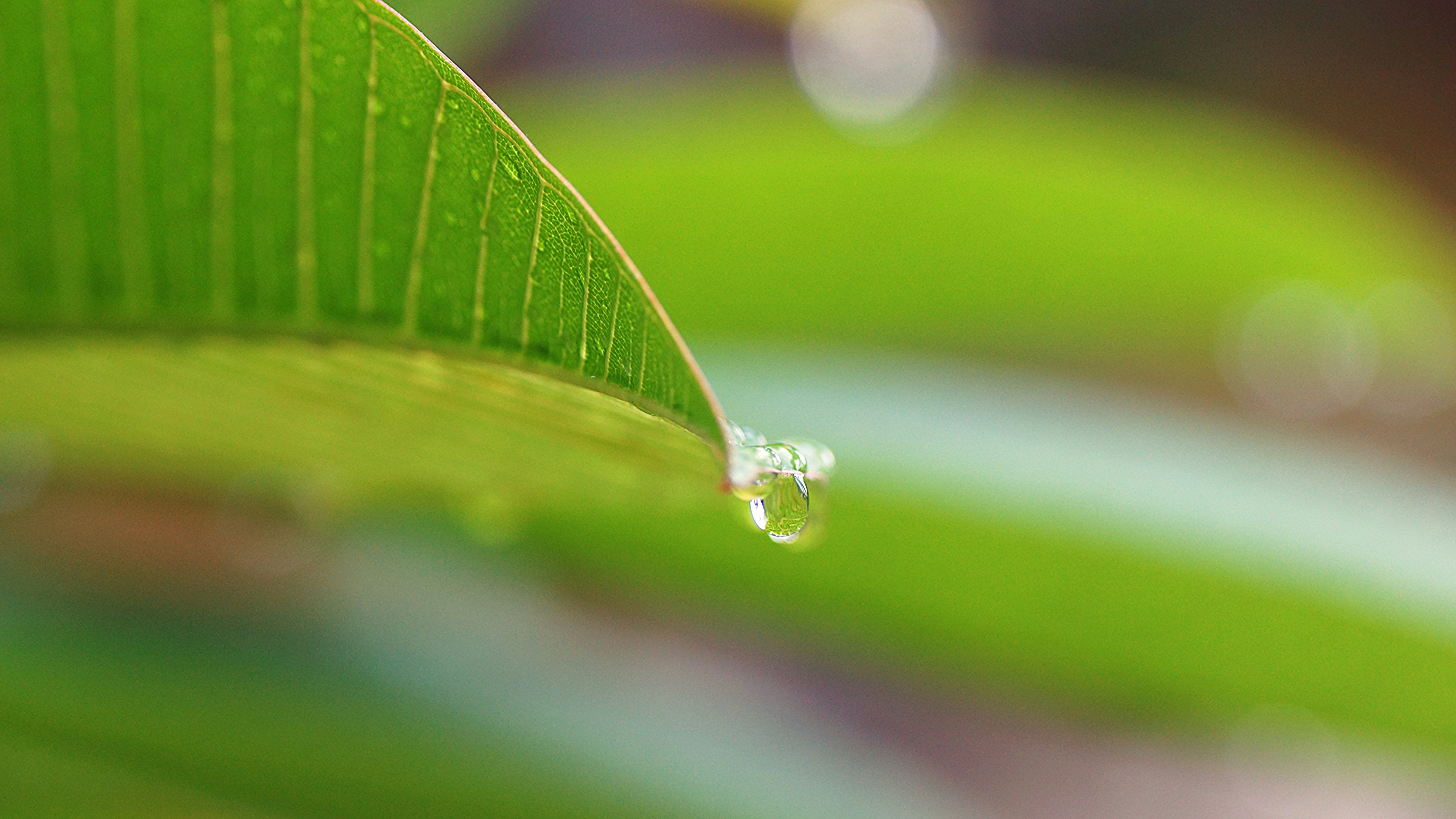 A Droplet at the Edge: Minute Tear on a Leaf