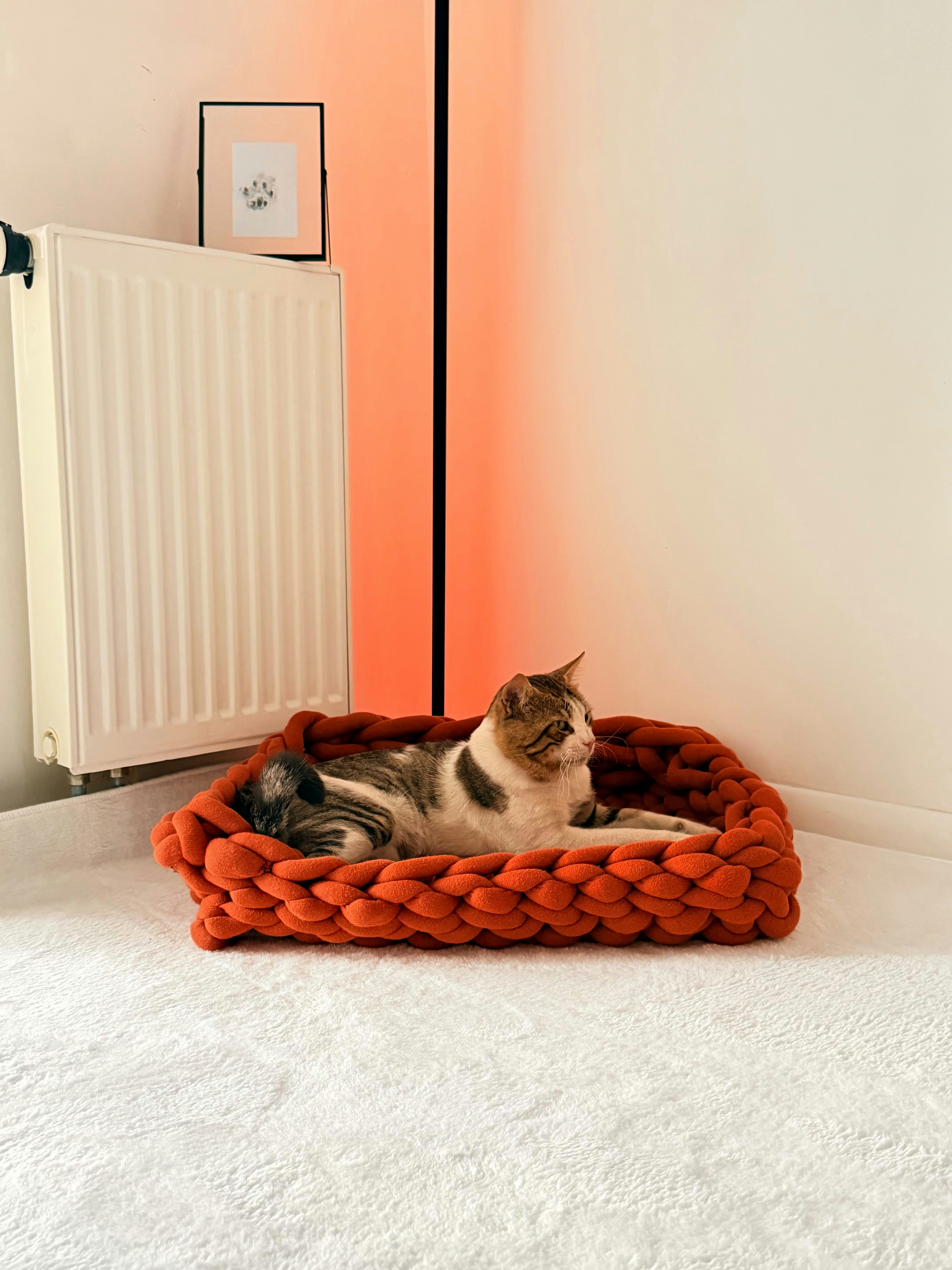 Cozy Cat in a Knit Red Bed by Warm Radiant Light