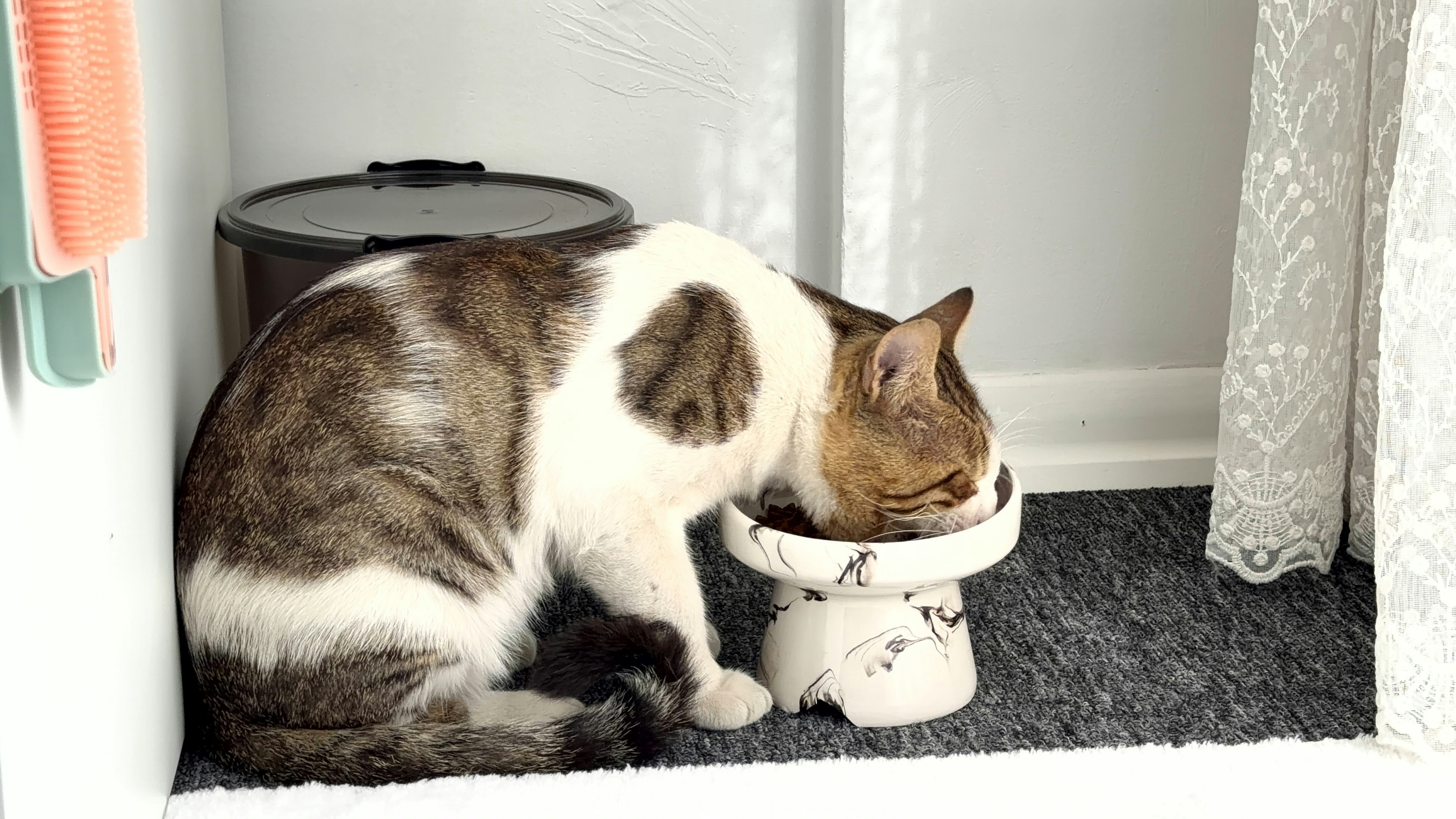 Midday Quiet: A Cat Sips at a Ceramic Bowl