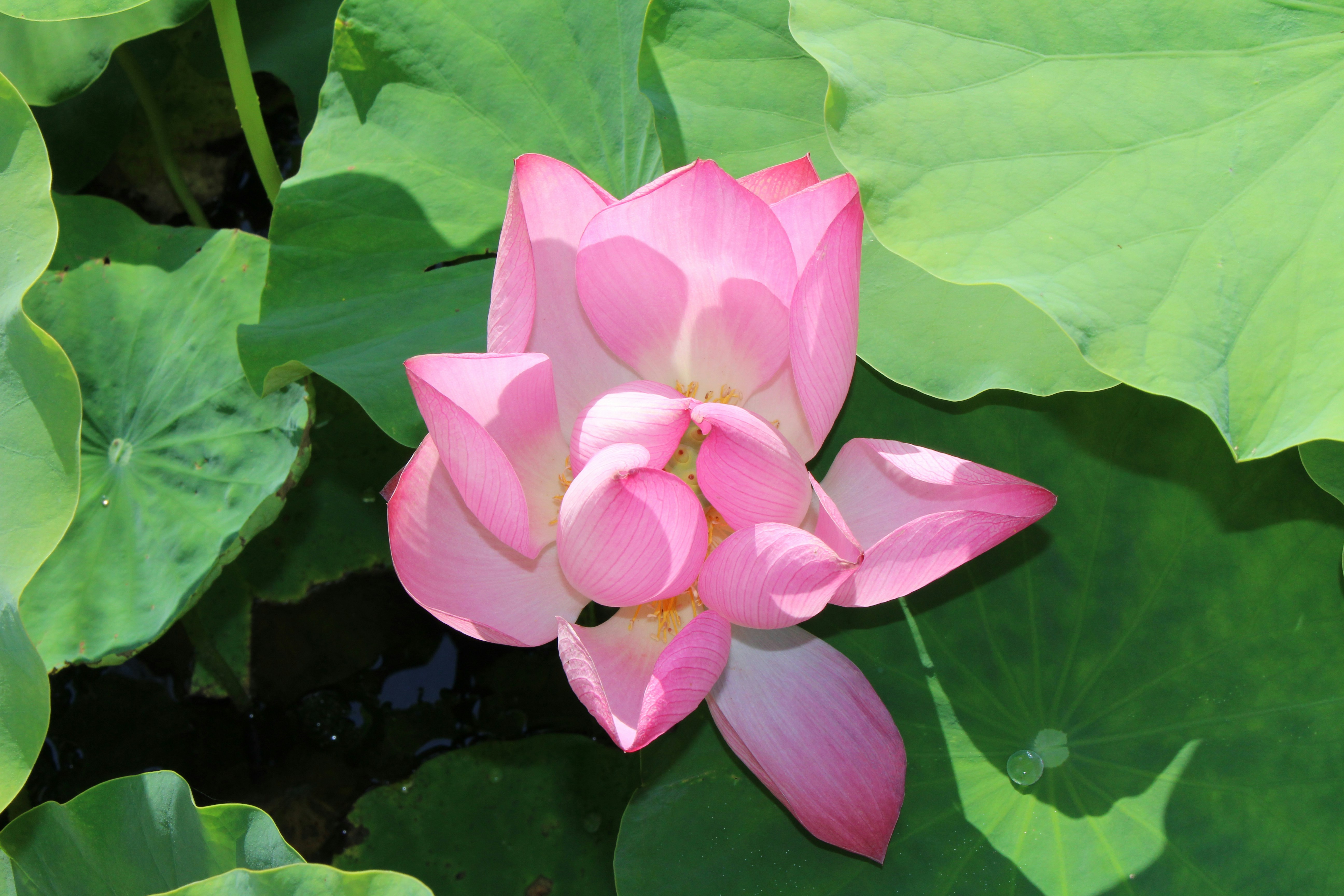 Vibrant pink lotus blossom centers among broad green leaves, water reflections faintly visible, highlighting the flower as the focal subject.