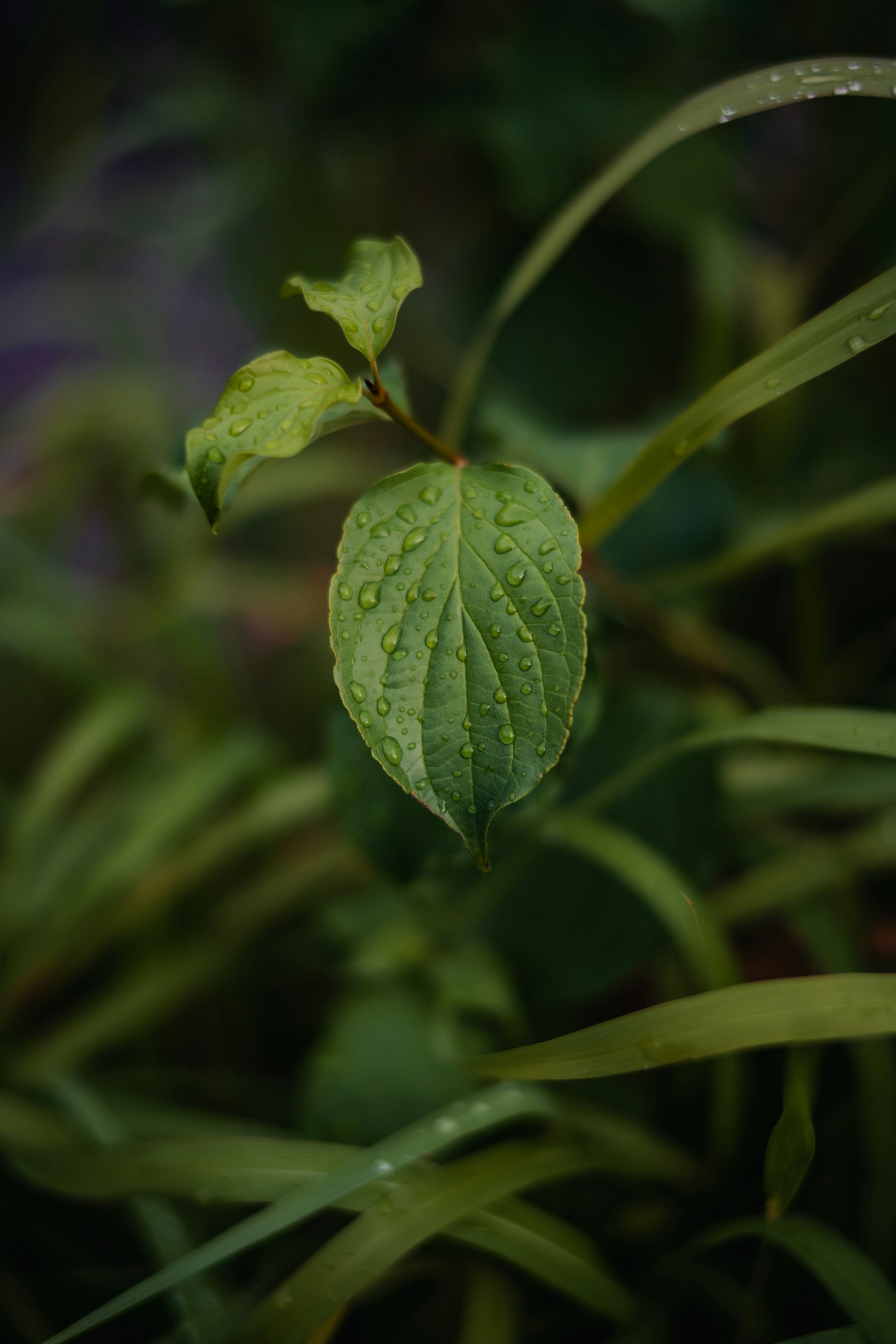 Dew-kissed Leaf in Soft Focus Garden Bed