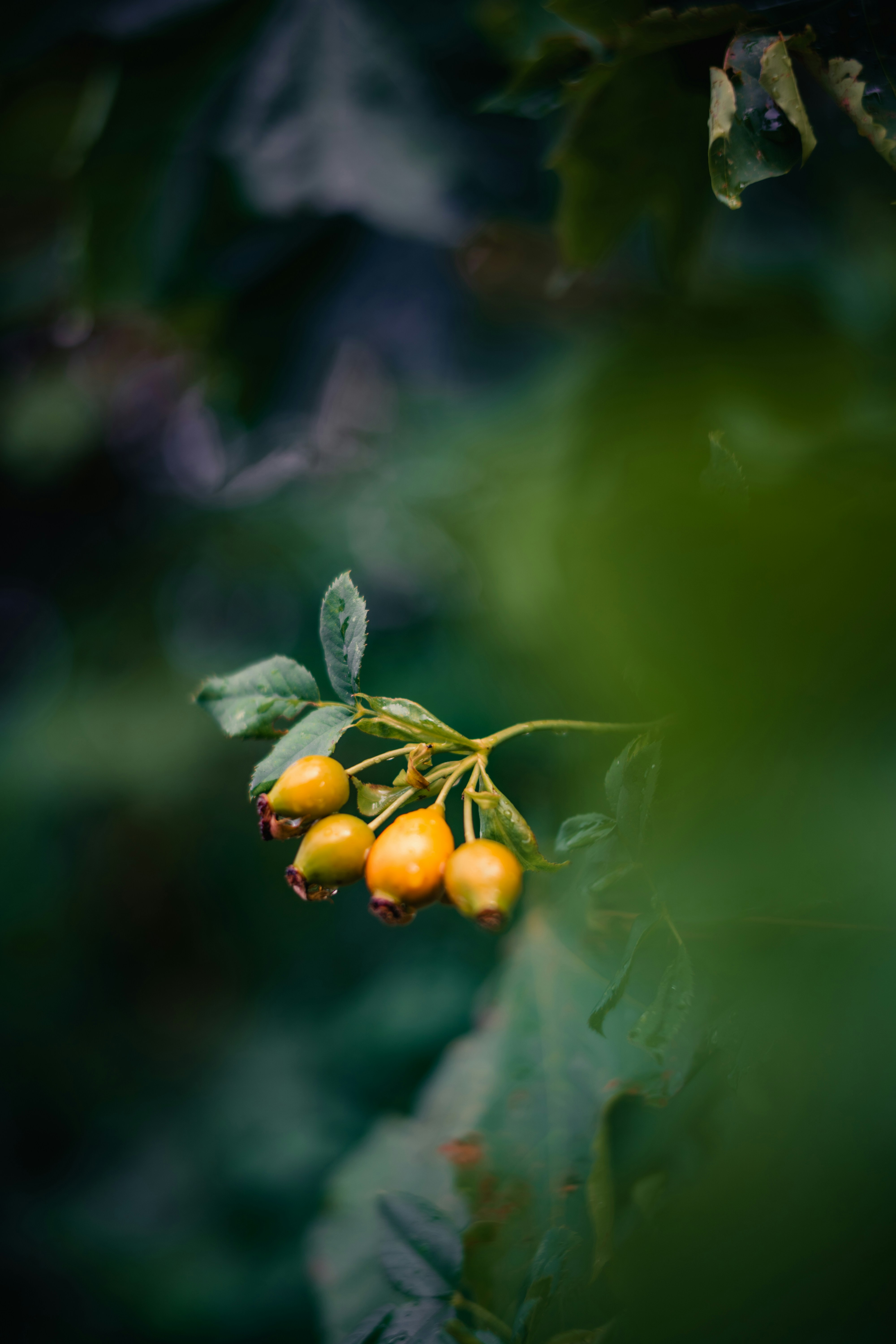 Muted Harvest: A Cluster of Small Oranges Hidden Amid Green Veil