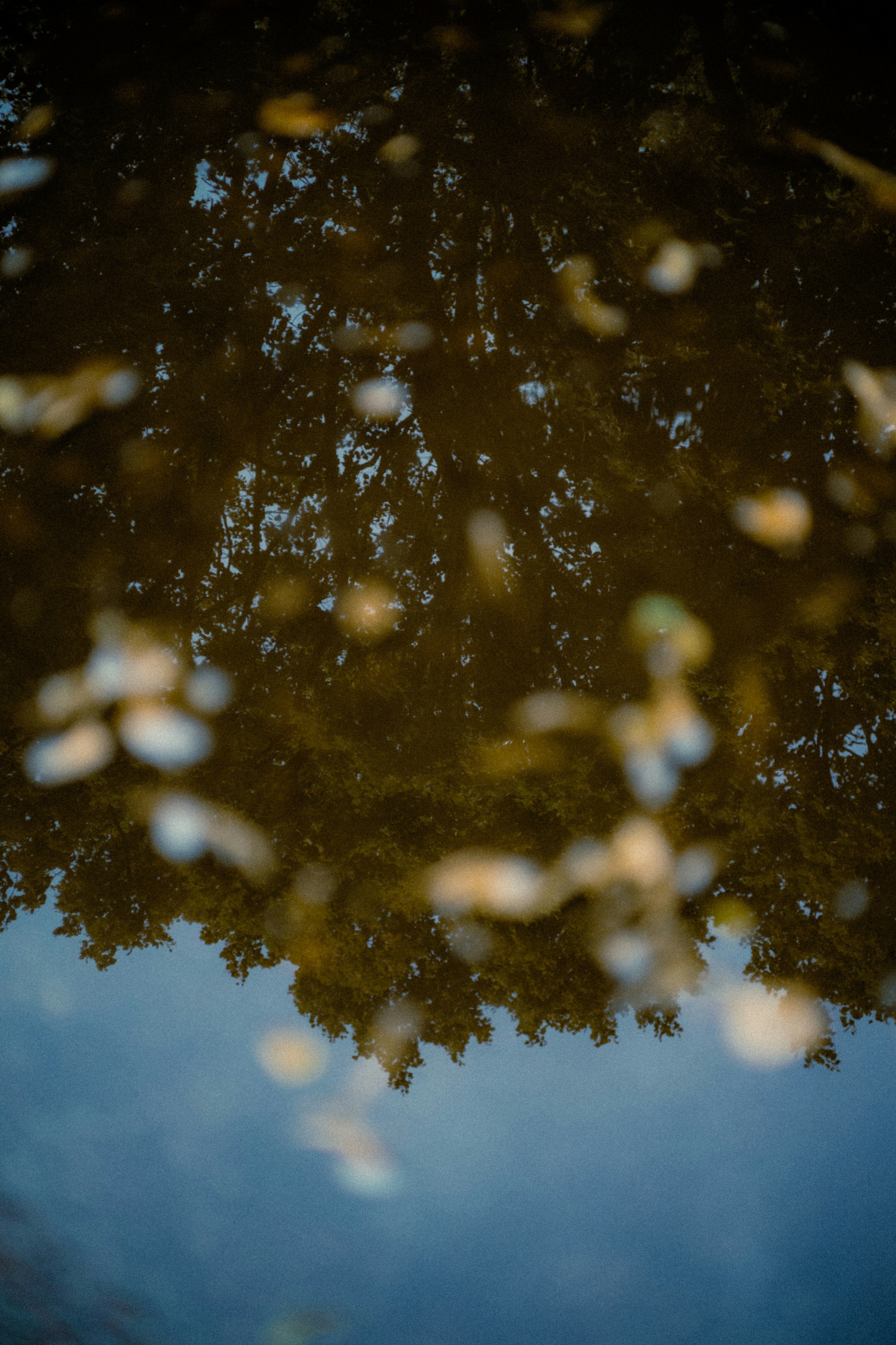 Falling Leaves Mirror: A Quiet Riverside Reflection