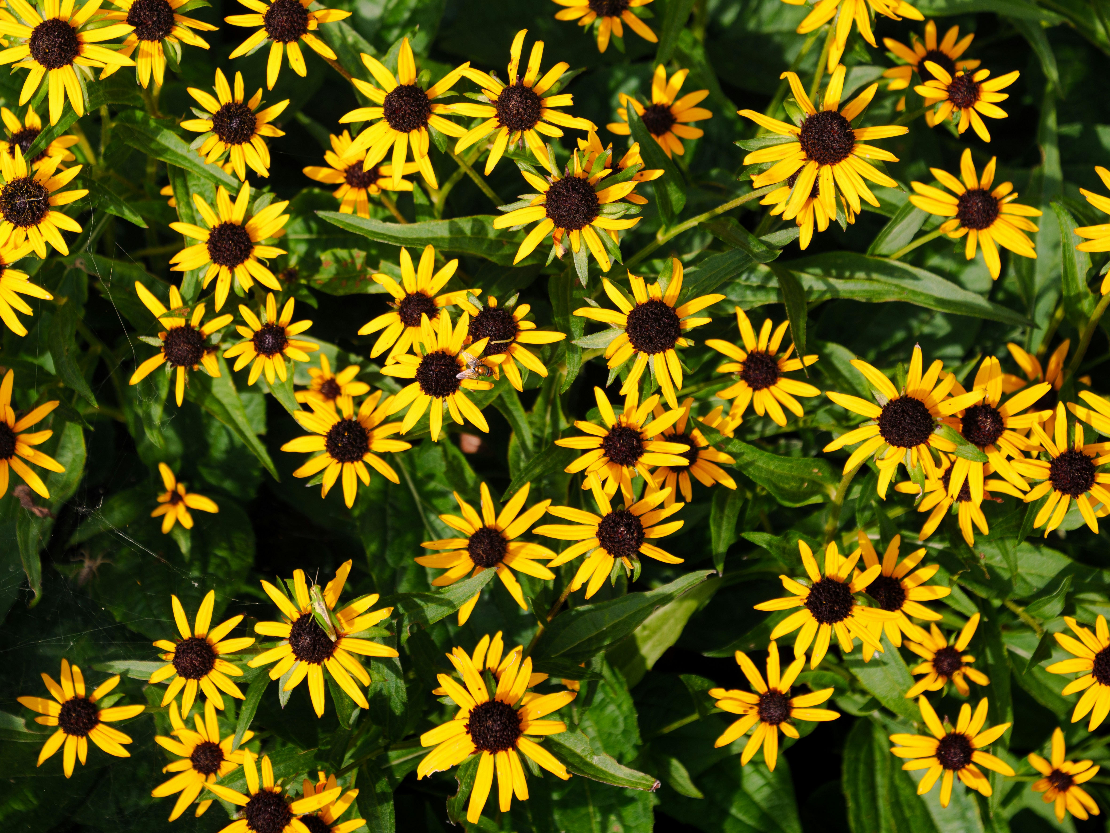 Sunlit_FIELD of Gold: Daisy-like Chaos in a Bright Meadow