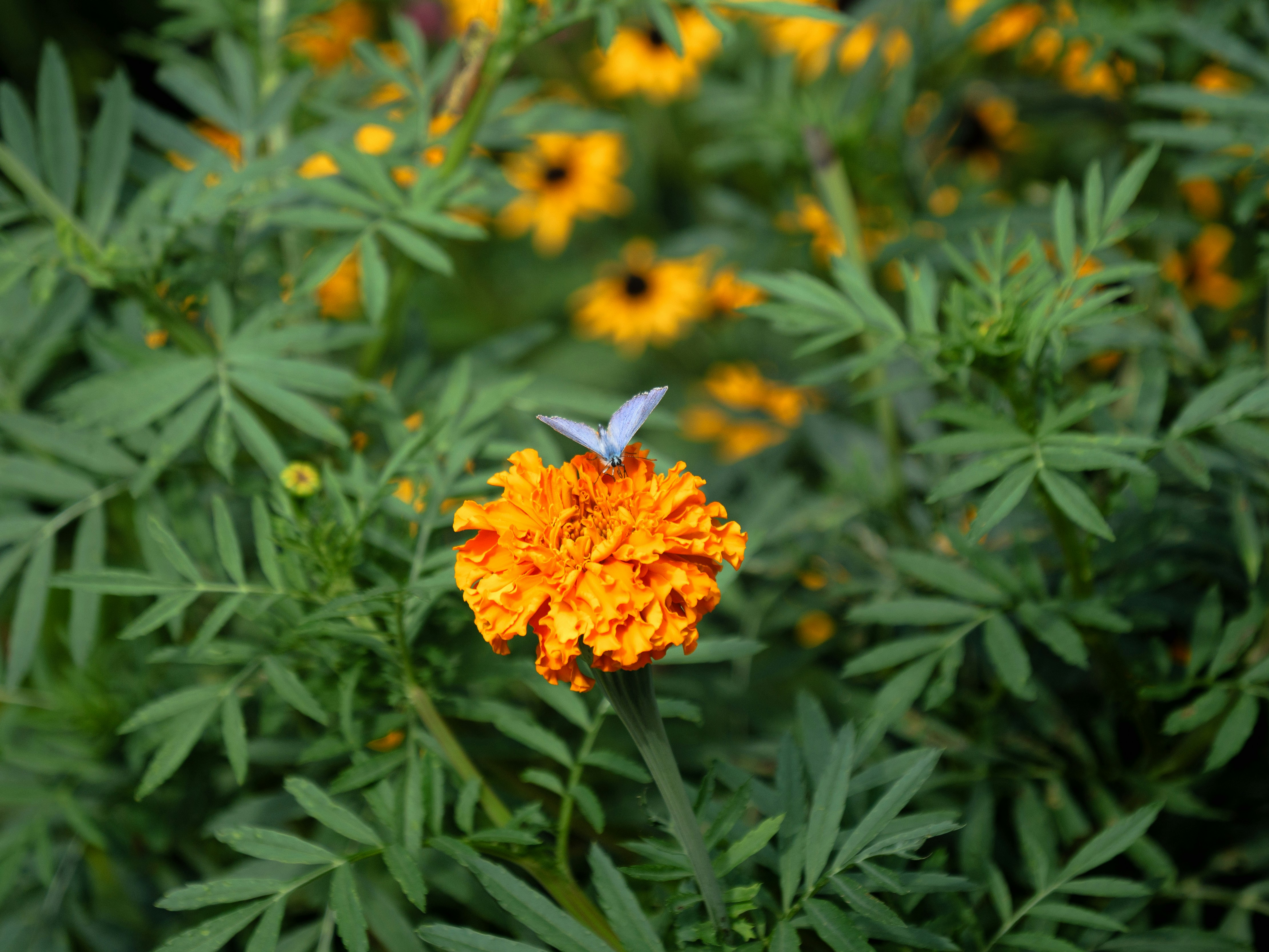 Orange Marigold Spotlight: A Hummingbird Moment