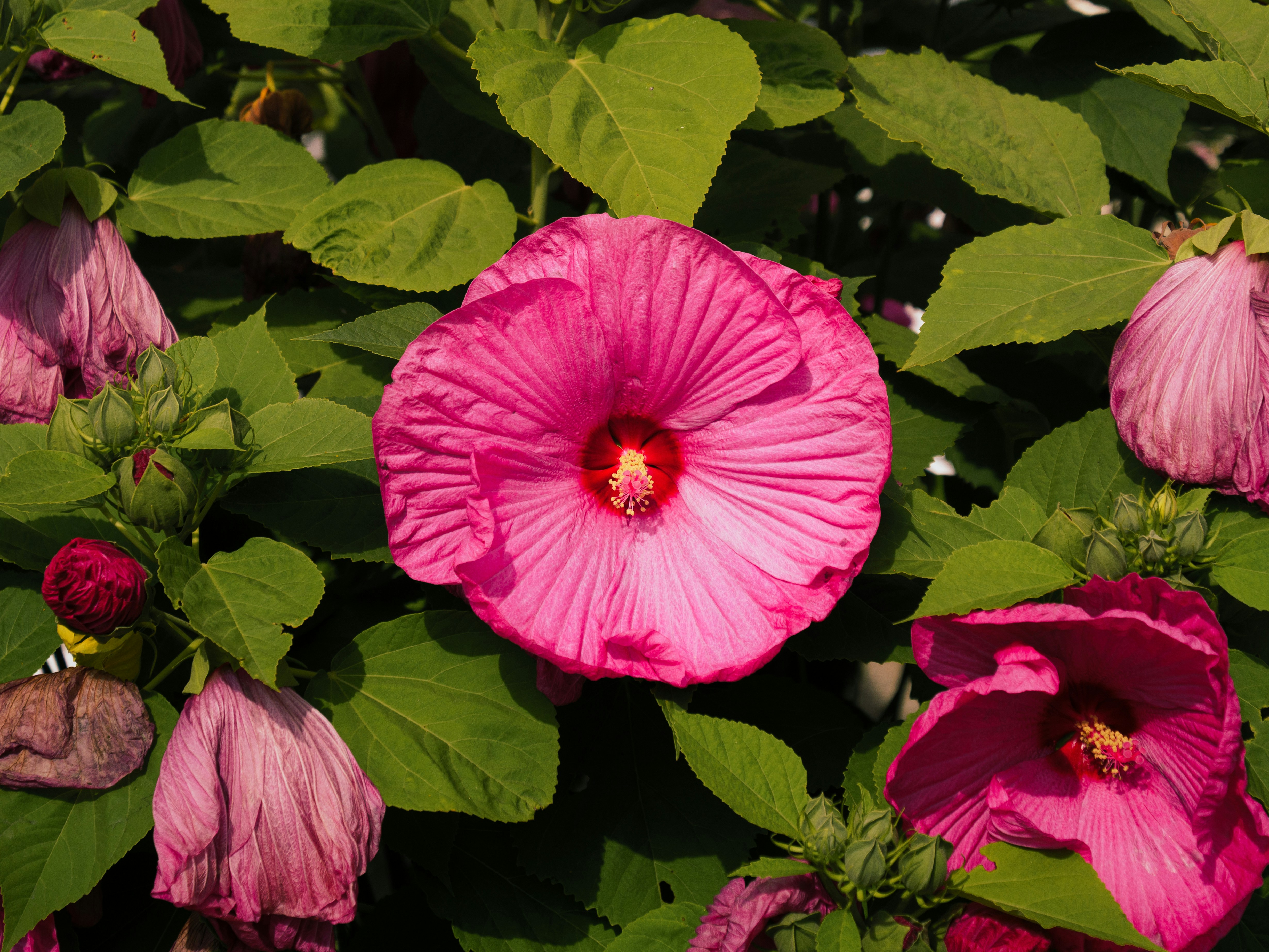 Pink Hibiscus Bloom Centerstage