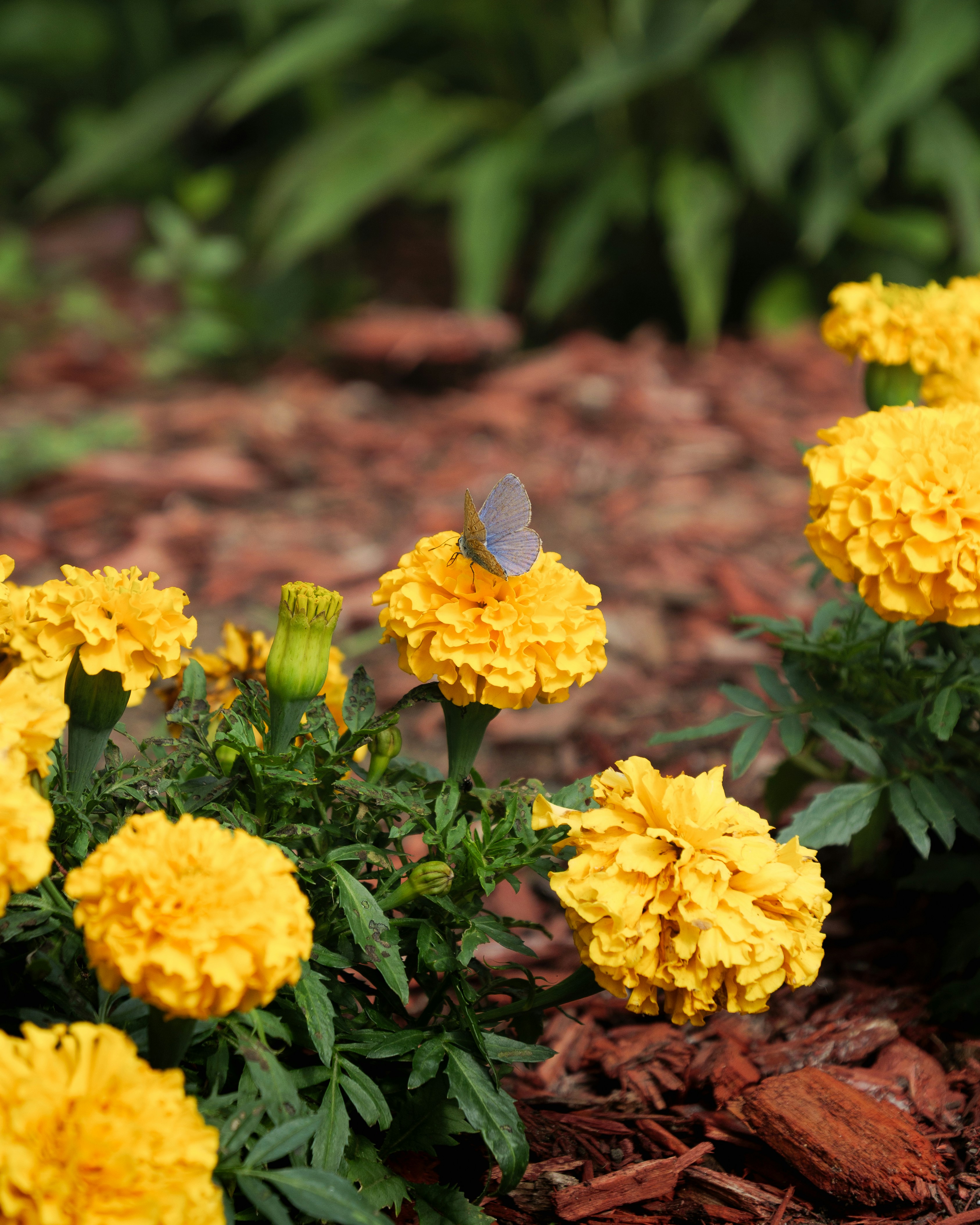 Butterfly on a Sunlit Marigold: Quiet Pause in a Garden Bed