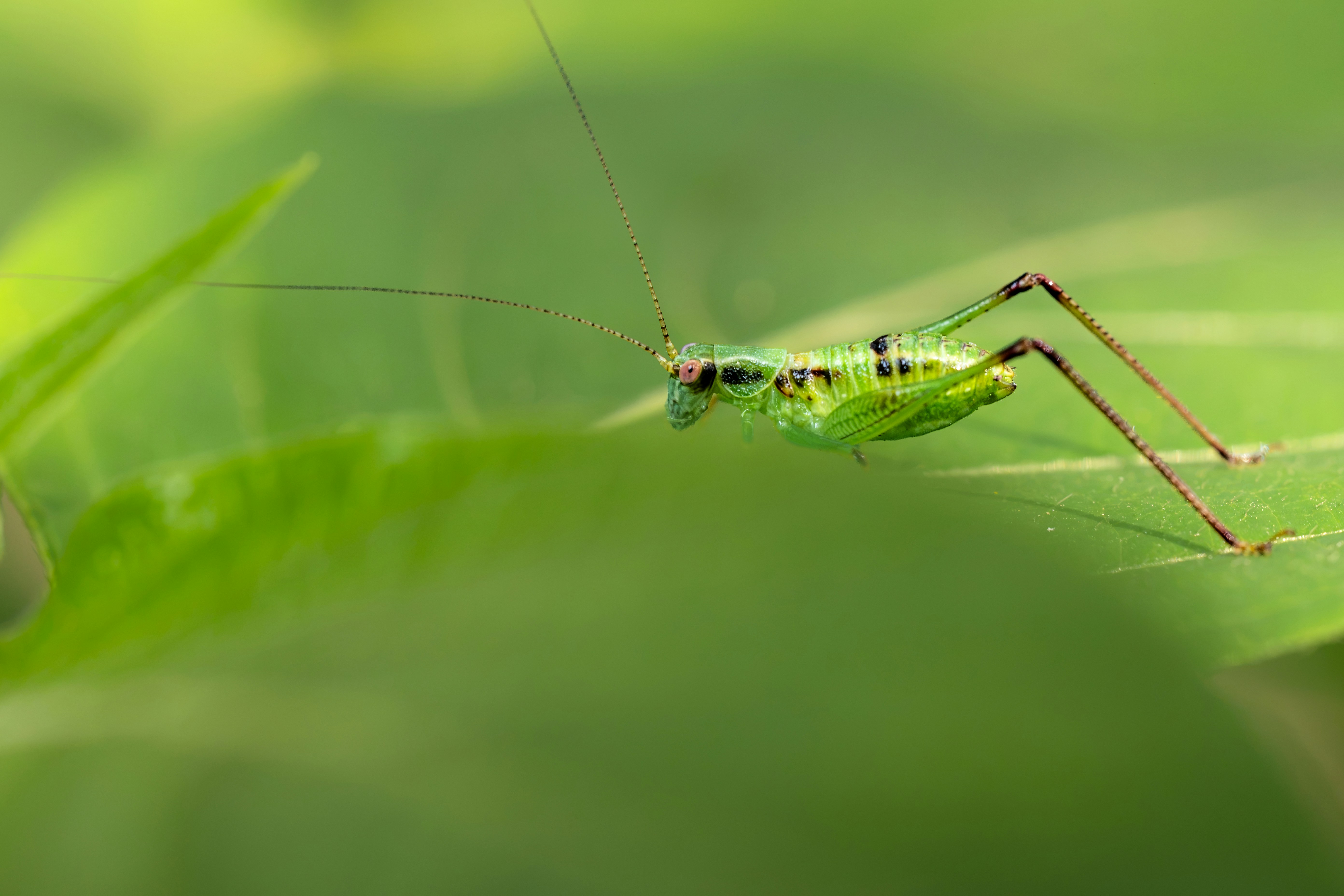 Emerald Mantid in a Quiet Green Moment