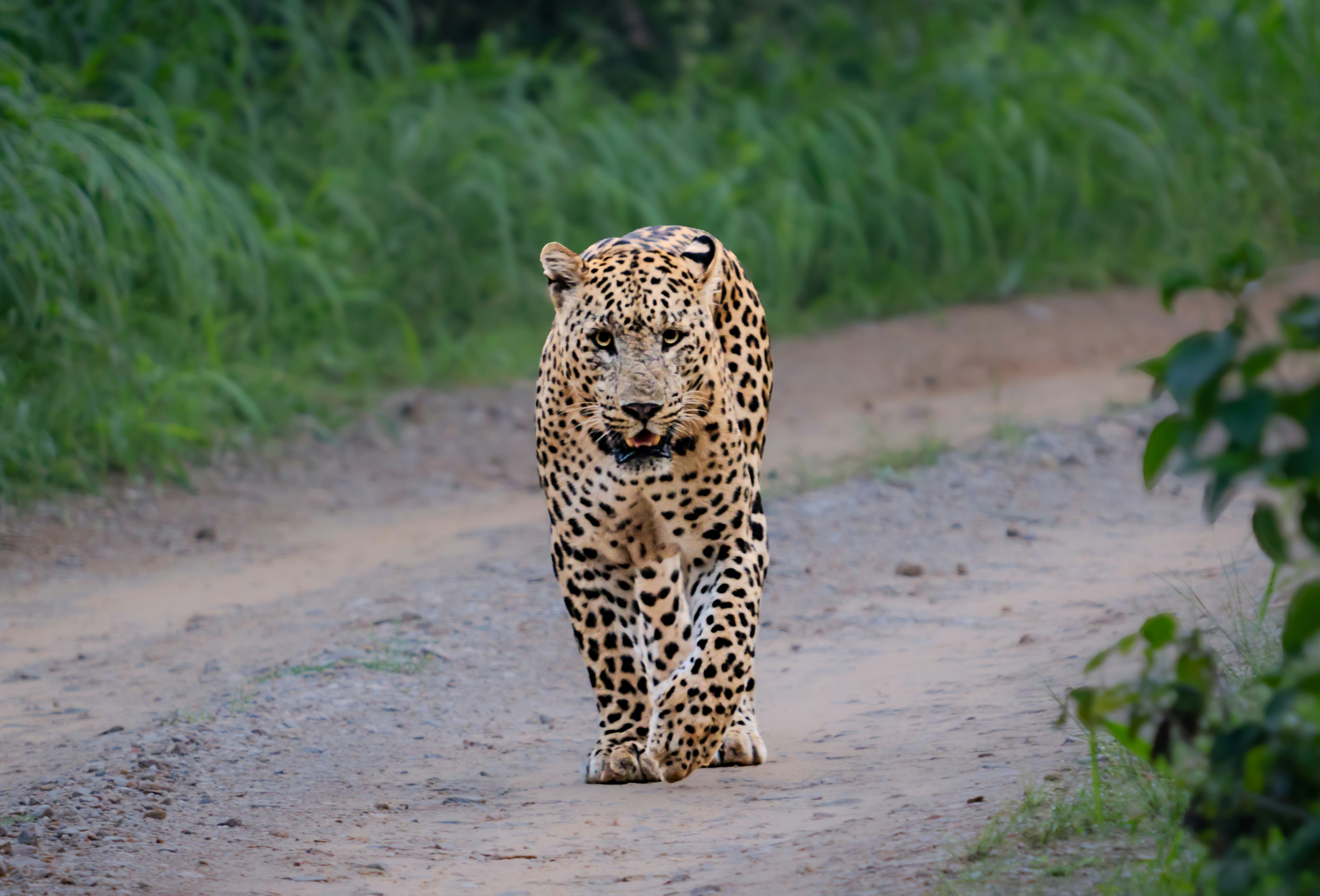 Leopard on a Dusty Path: Focused Stalker in Dappled Light