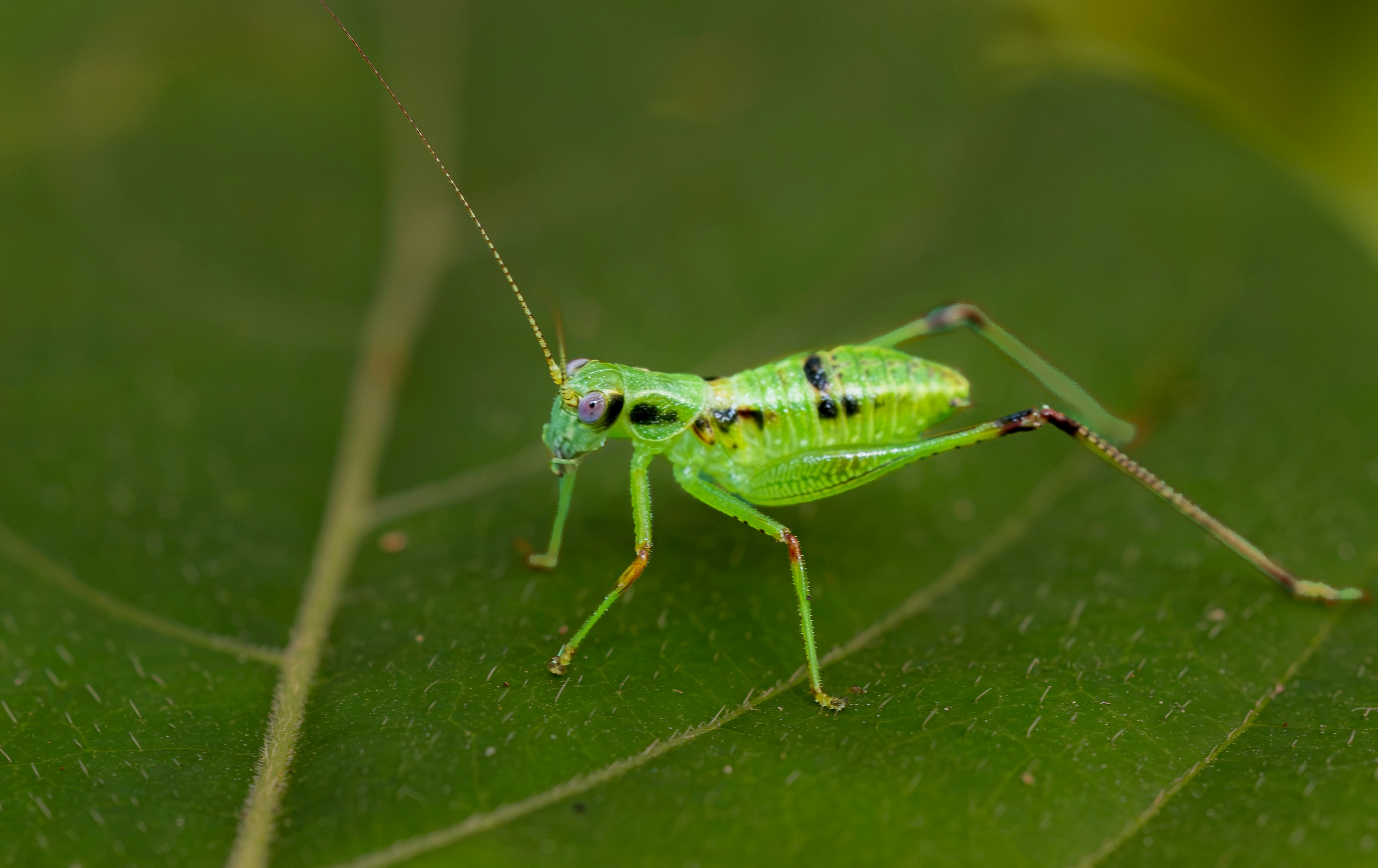 Emerald Grasshopper on a Green Stage