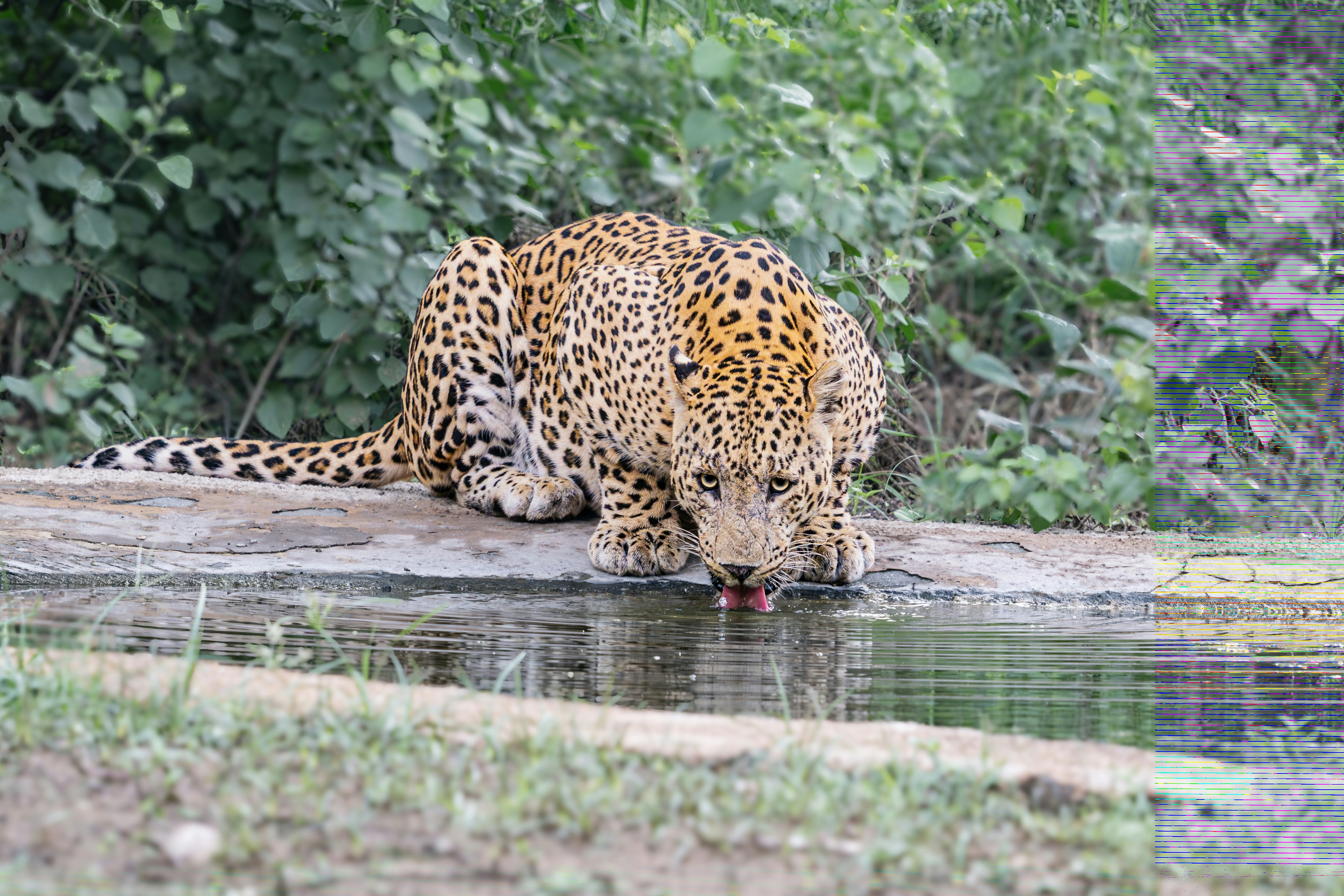 Leopard at the Watering Edge