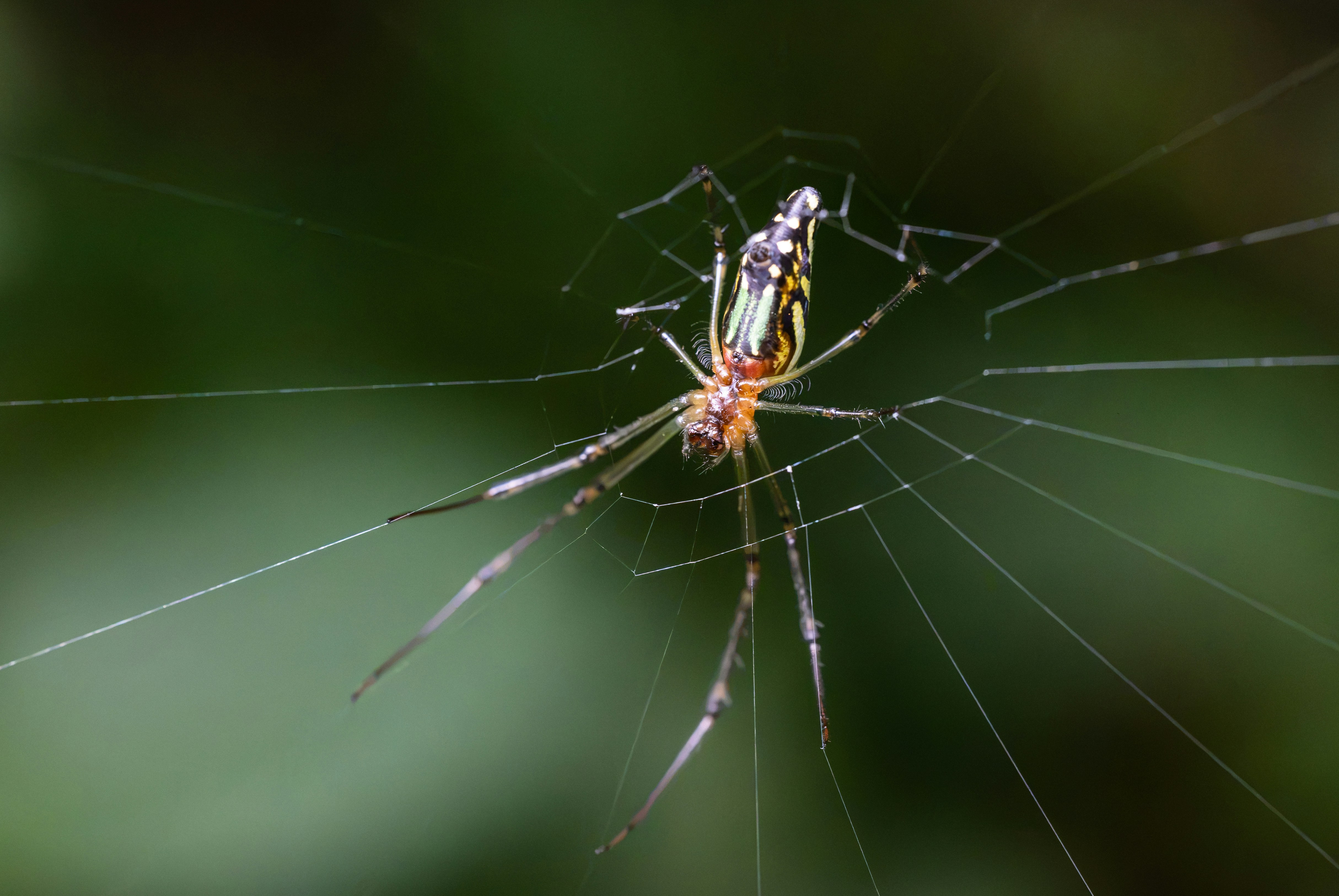 Silken Trap: A Spider’s Web Centered on a Delicate Threat
