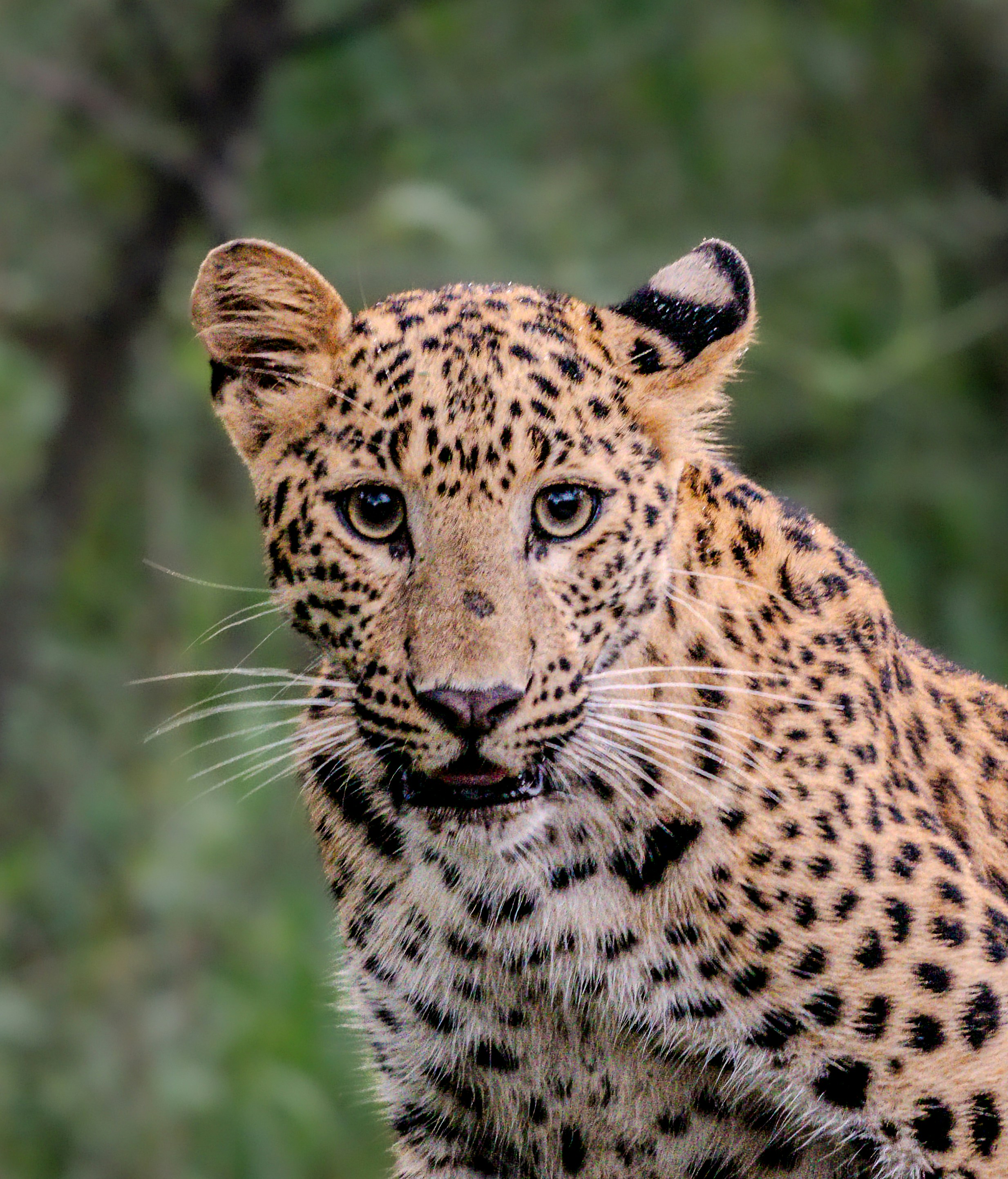 Majestic Leopard Stare