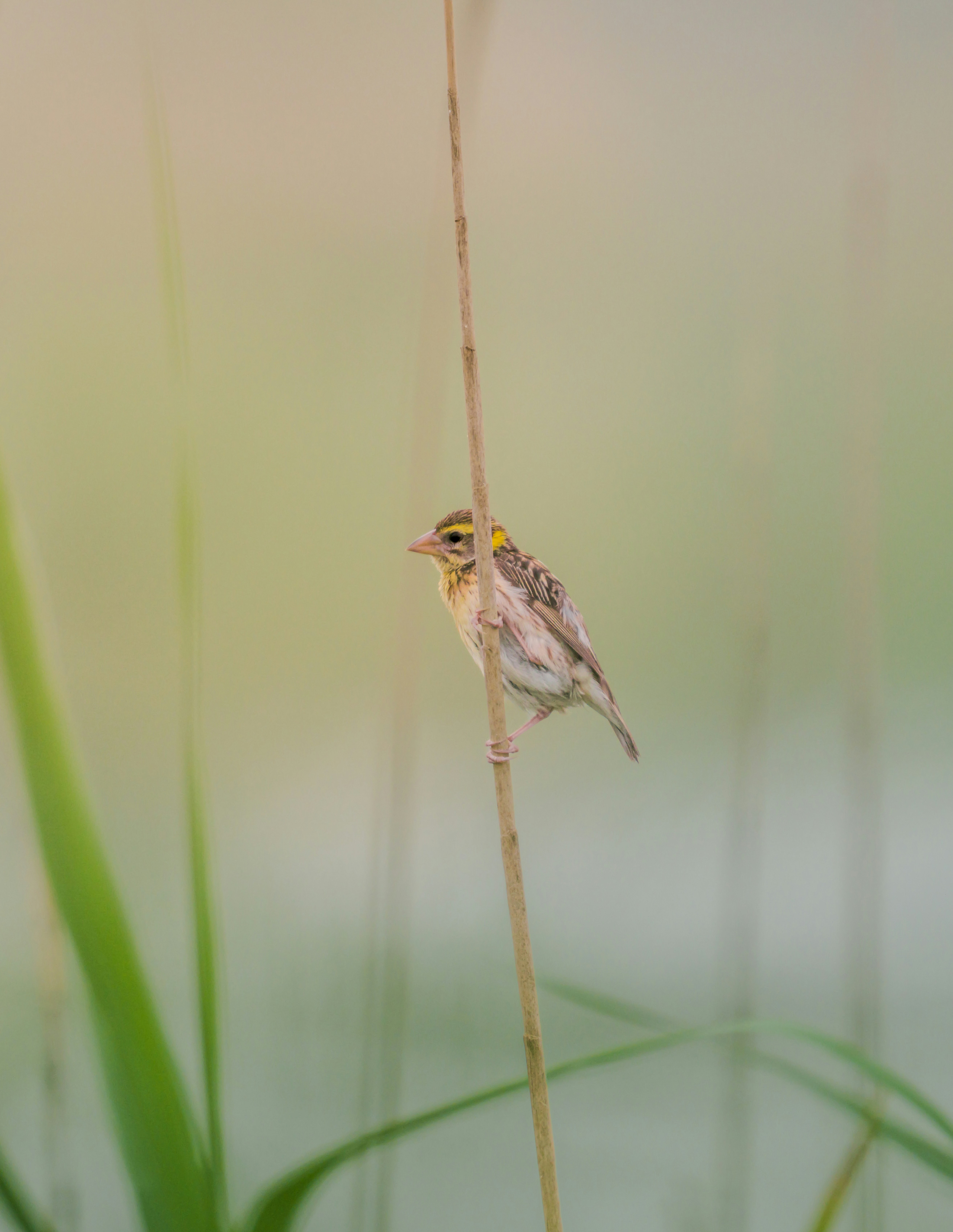 A small bird perches on a reed stem amid soft, diffuse background greens; the scene emphasizes delicate plumage and natural habitat without foreground clutter. A naturalistic, close-up wildlife shot (non-portrait) capturing subtle color and texture.