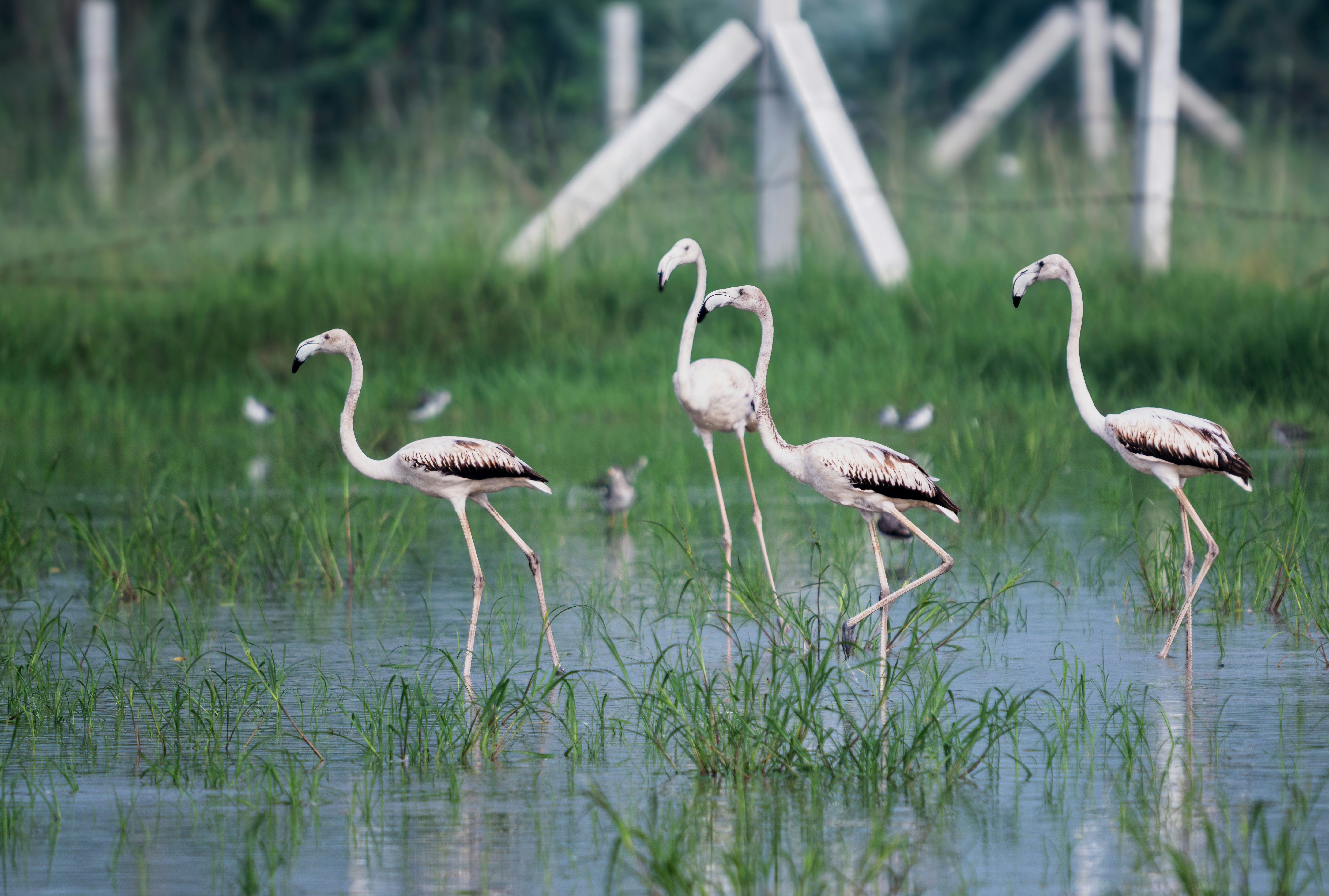 Flamingos wade through shallow wetlands with green grasses; a calm, natural scene capturing their delicate legwork and distant fencing in the background.