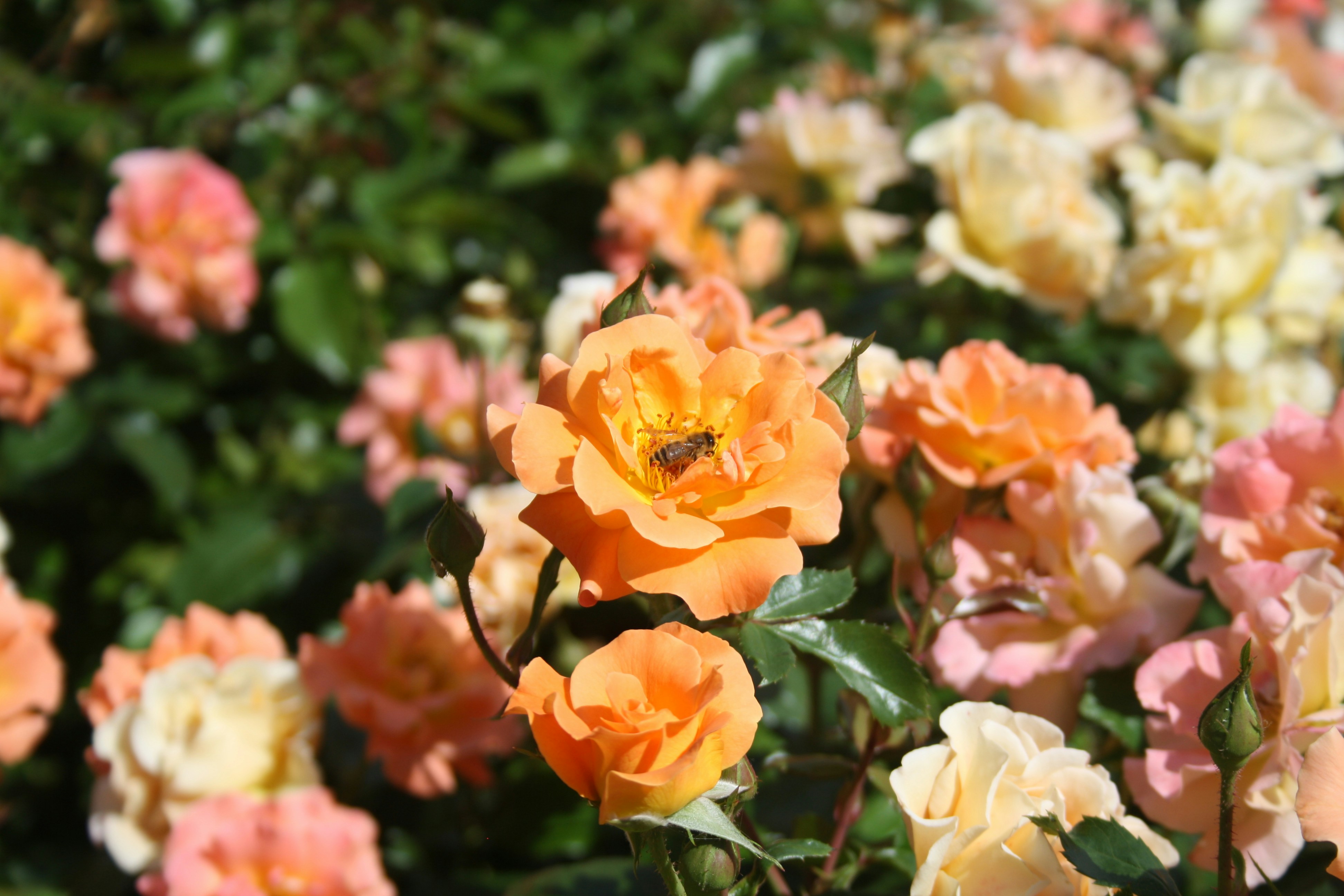 Orange Rose in Bloom with Soft Pastel Hues
