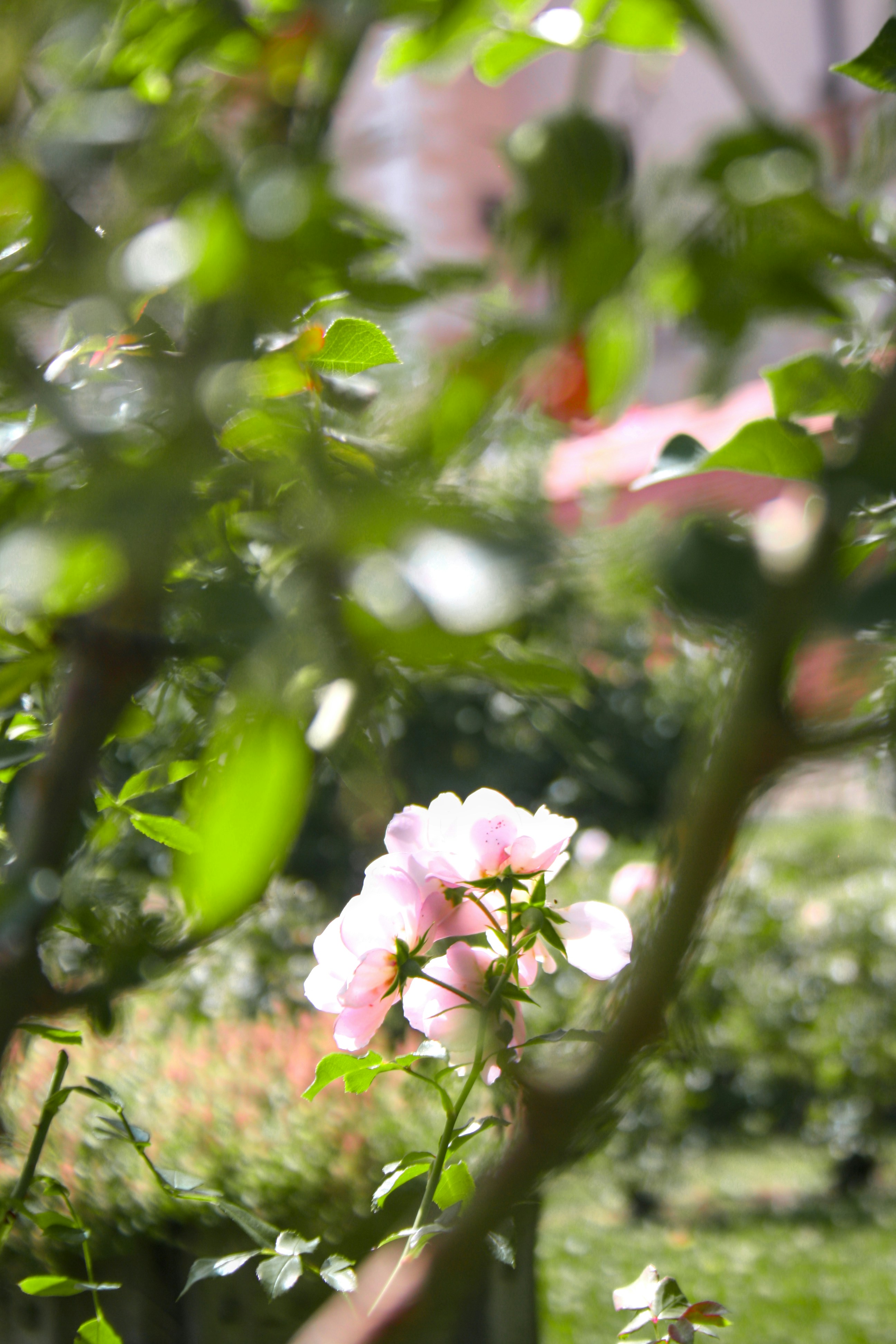 Soft Pink Bloom Framed by Quiet Garden Foliage