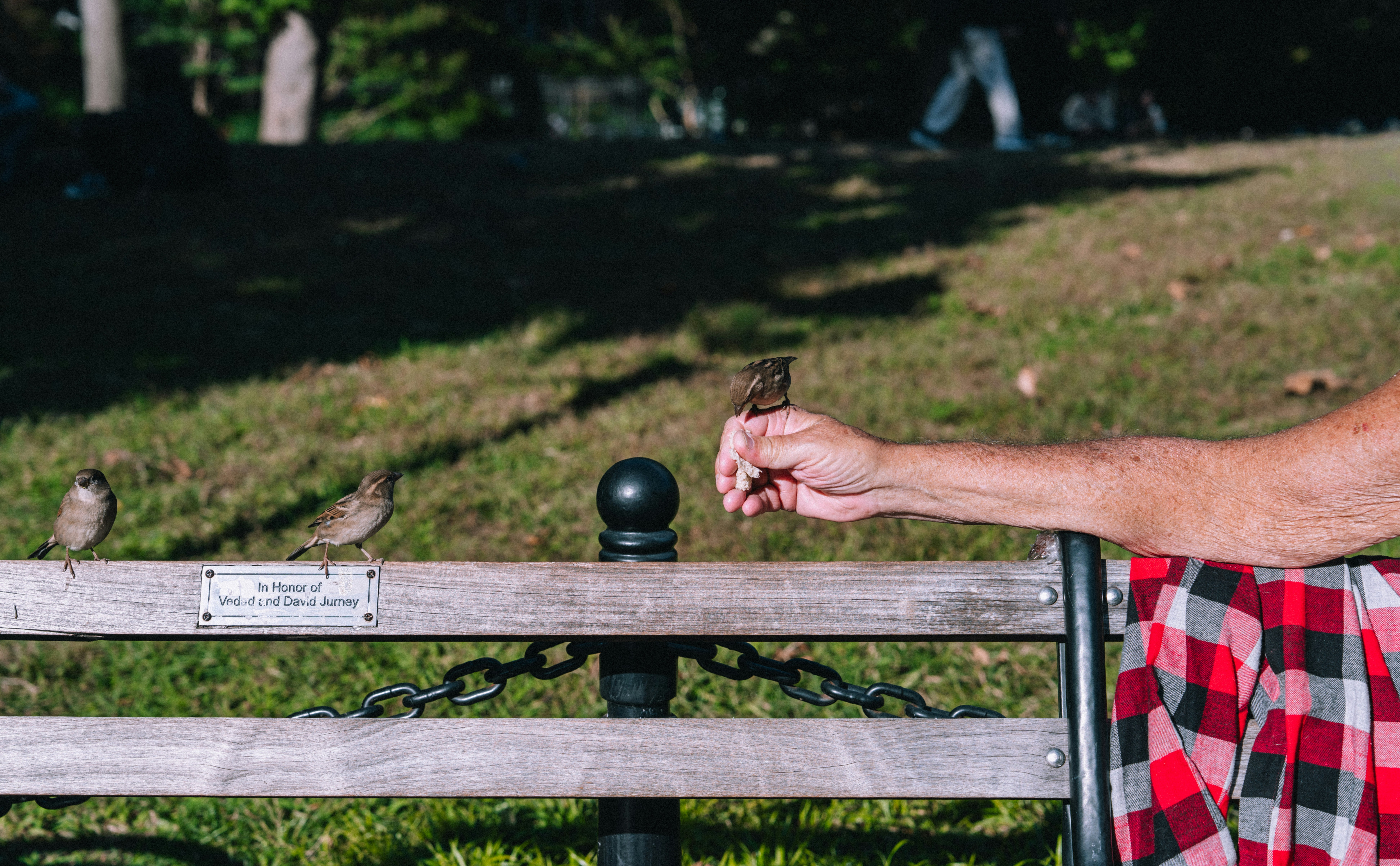 Hand, Bird, and Bench: A Moments-in-Repair in the Park
