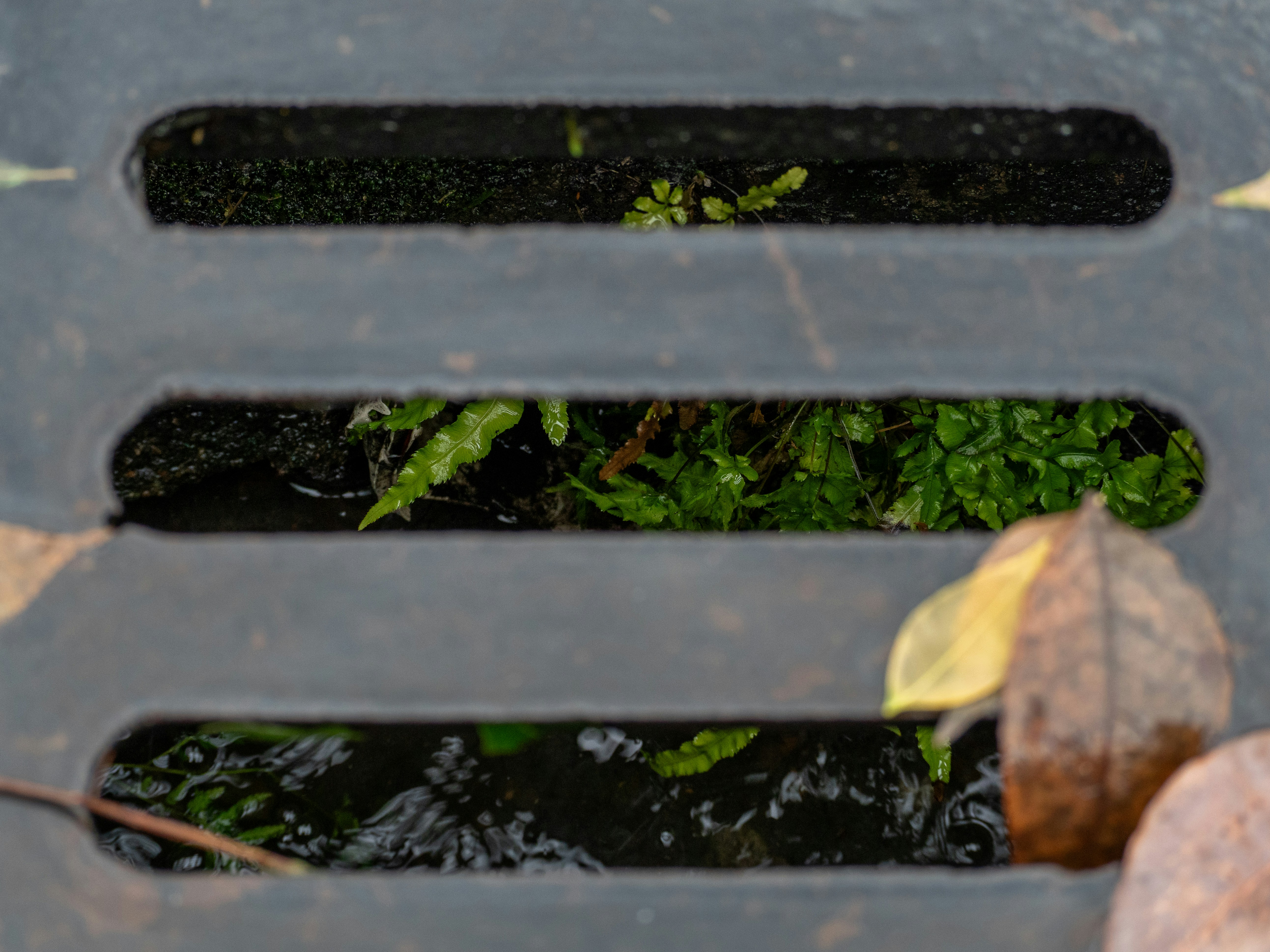 Hidden Garden Beneath the Grate