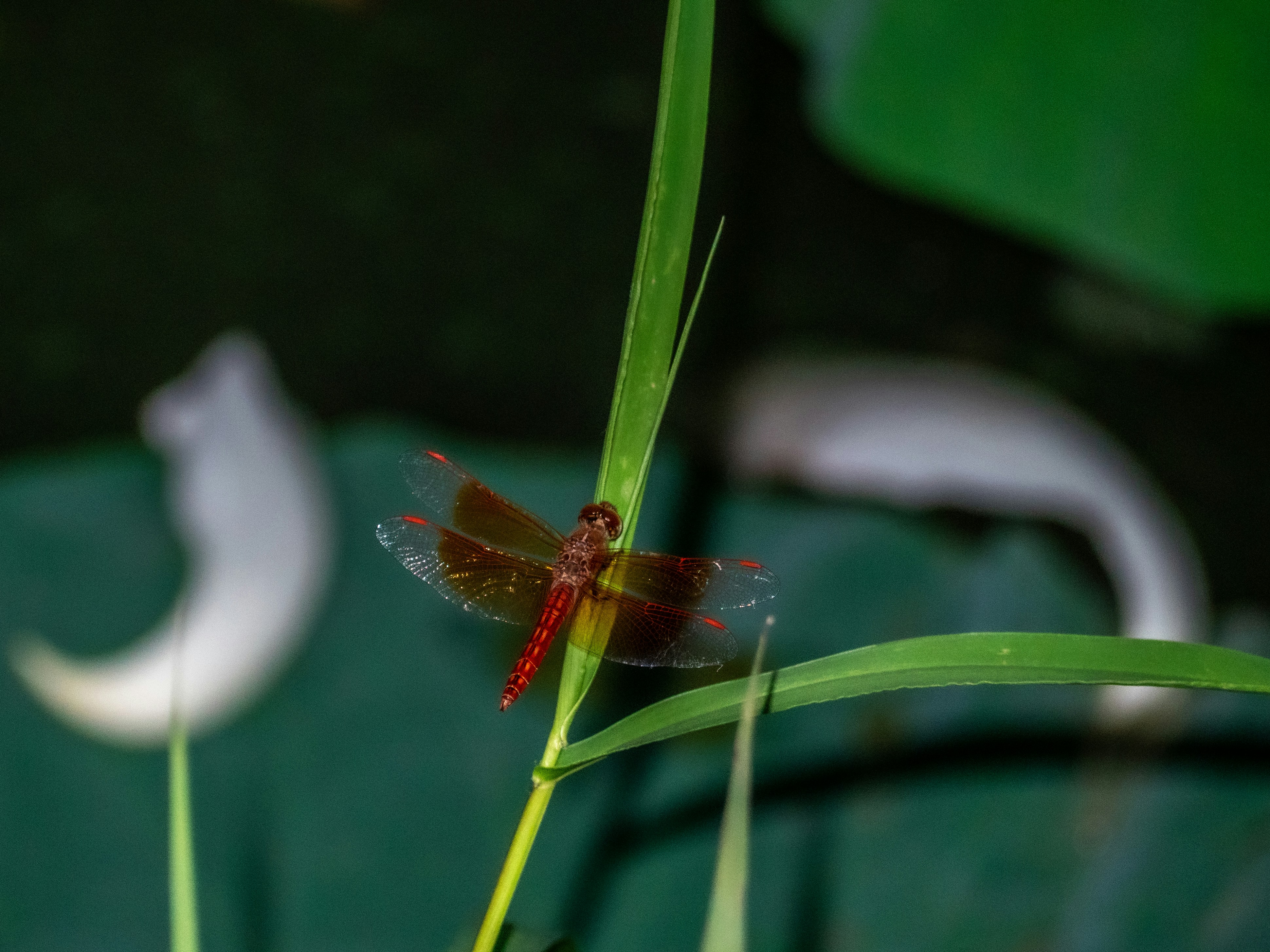 Dragonfly on a Green Stem: A Moment of Delicate Balance