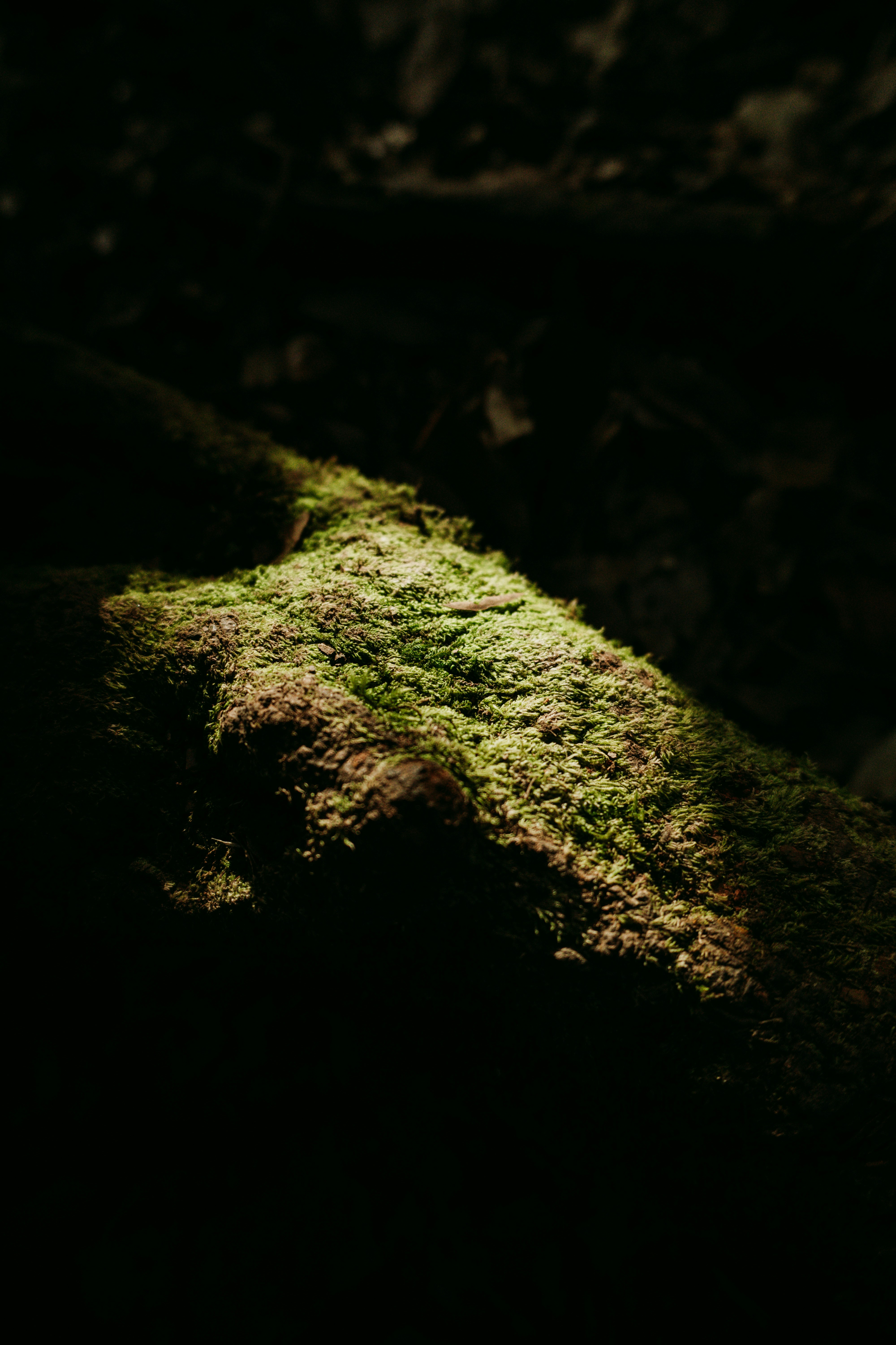 Moonlit Green Spine: Mossy Rock in a Shadowed Ravine