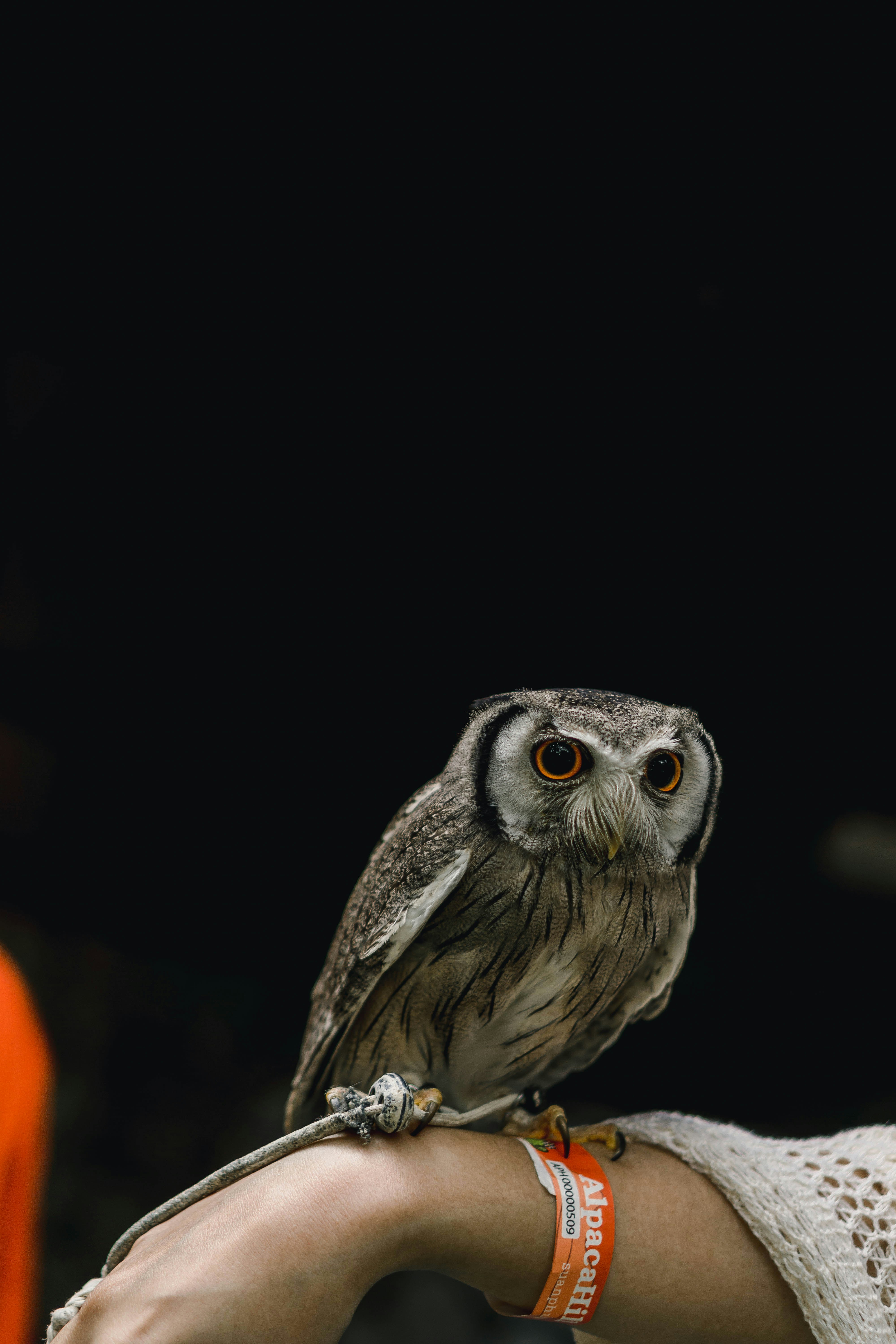 Midnight Gaze: An Owl Perched on a Welcoming Arm
