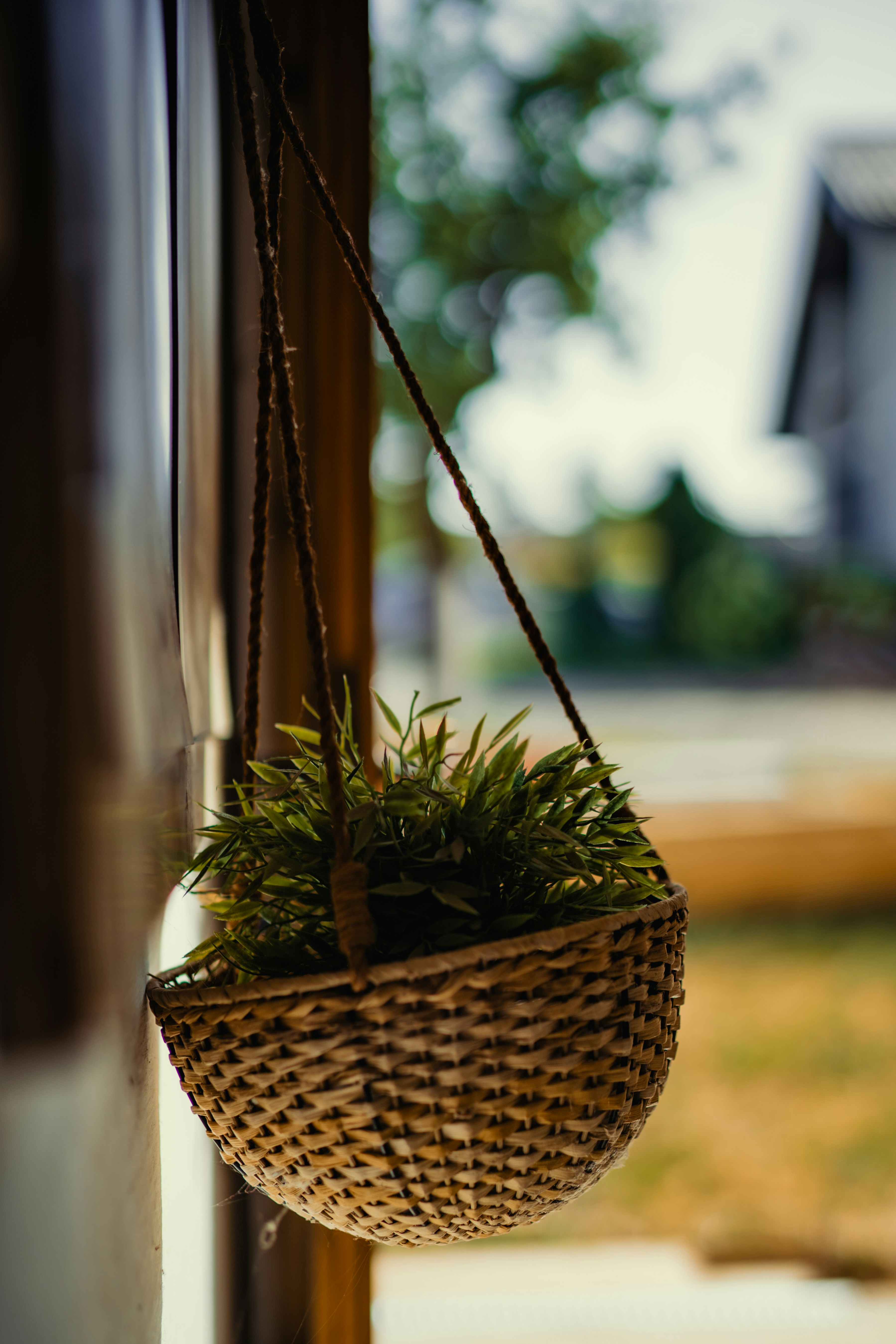 Hanging Basket in Warm Afternoon Light