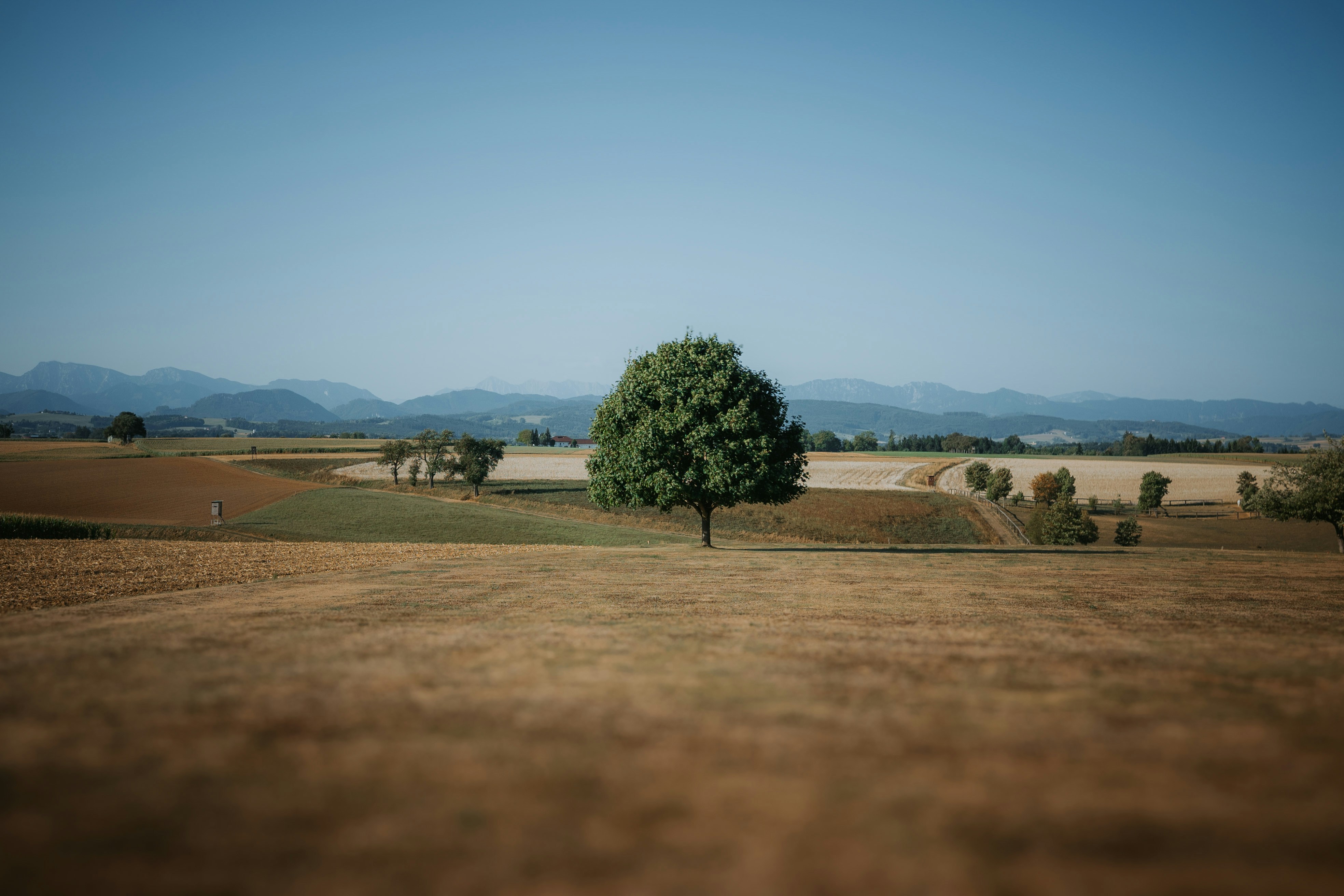Solitary Sentinel: A Field's Quiet Center