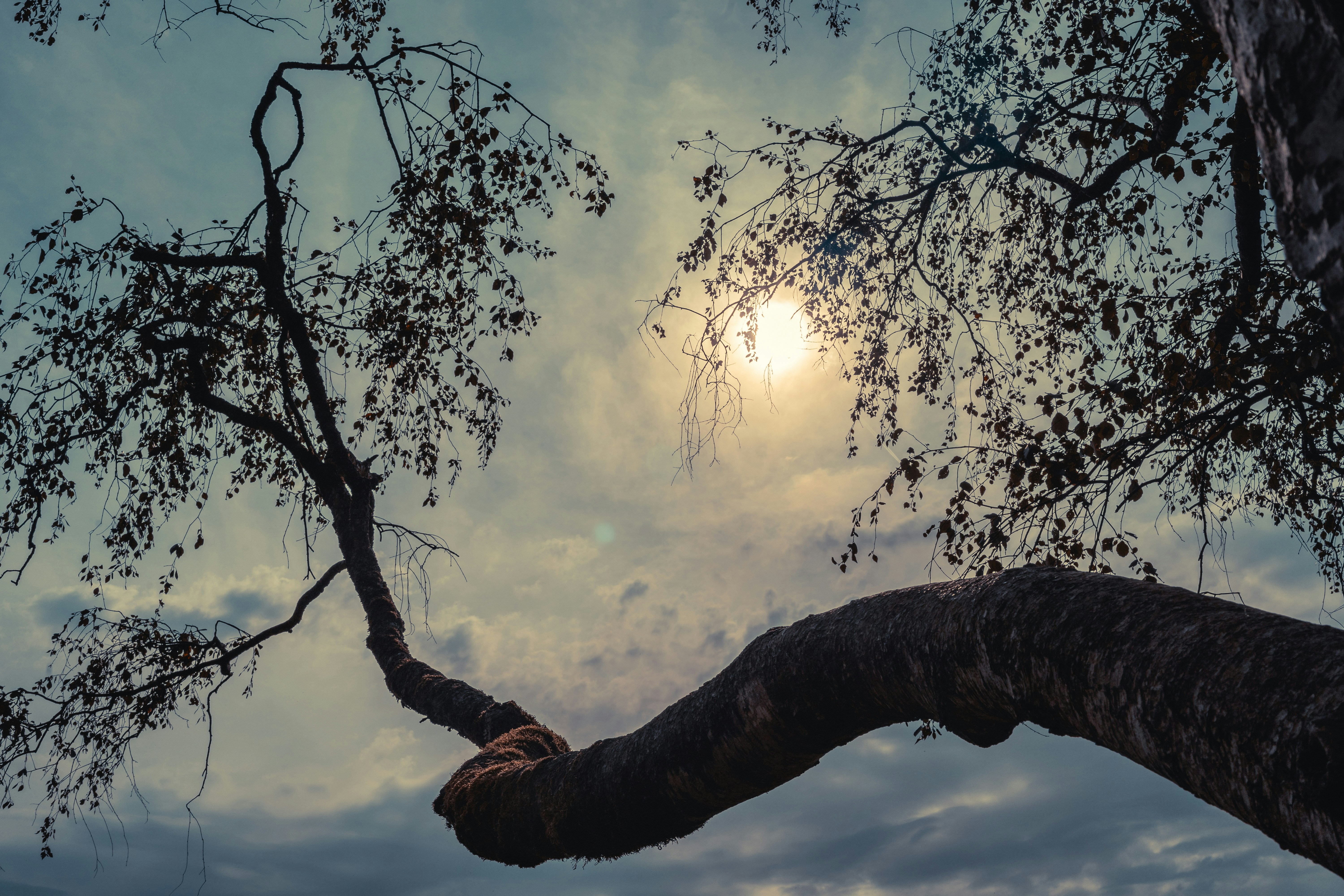 Arched Branch Reaching Toward a Quiet Sun