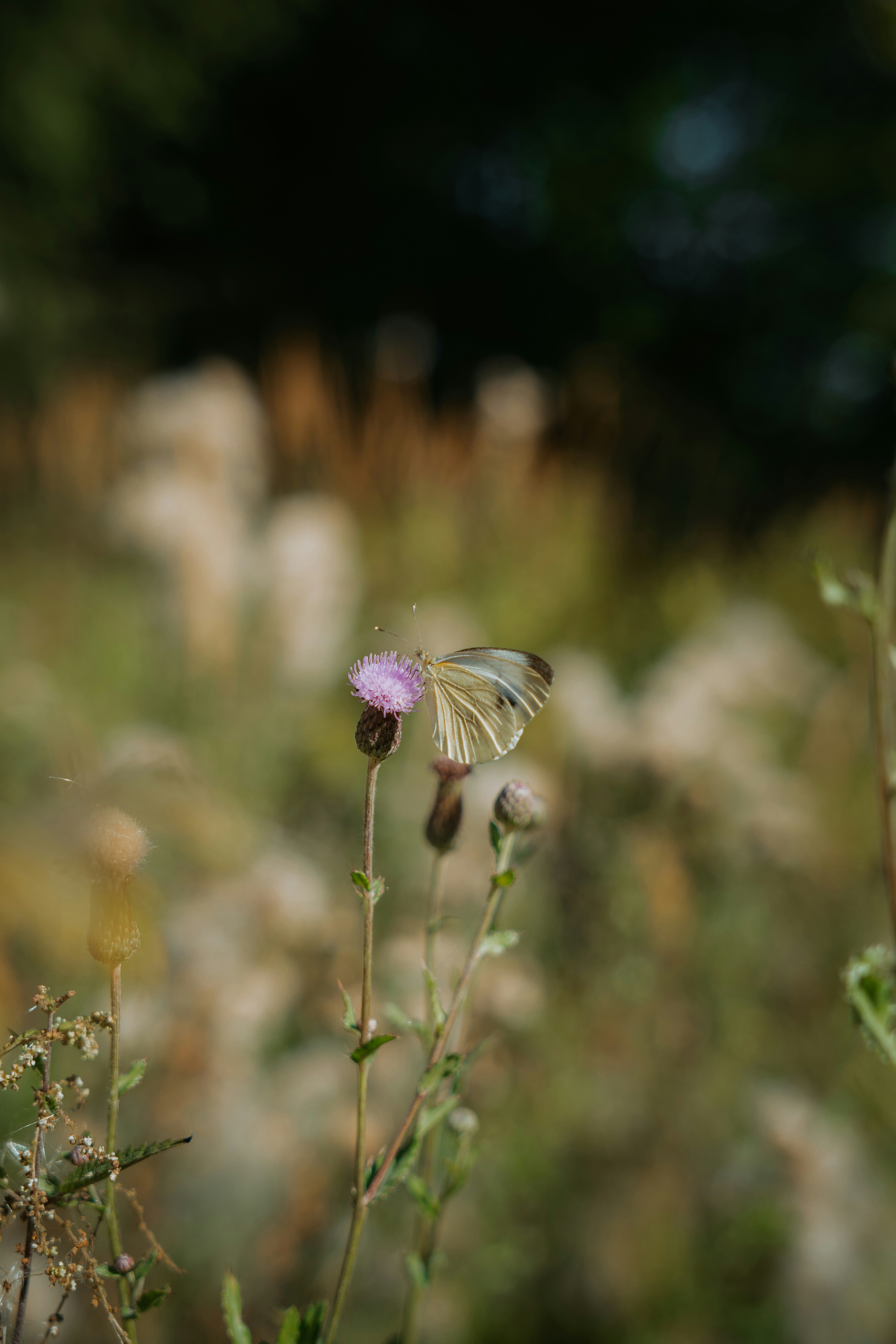Butterfly on a Purple Crown: Quiet Meadow Moment