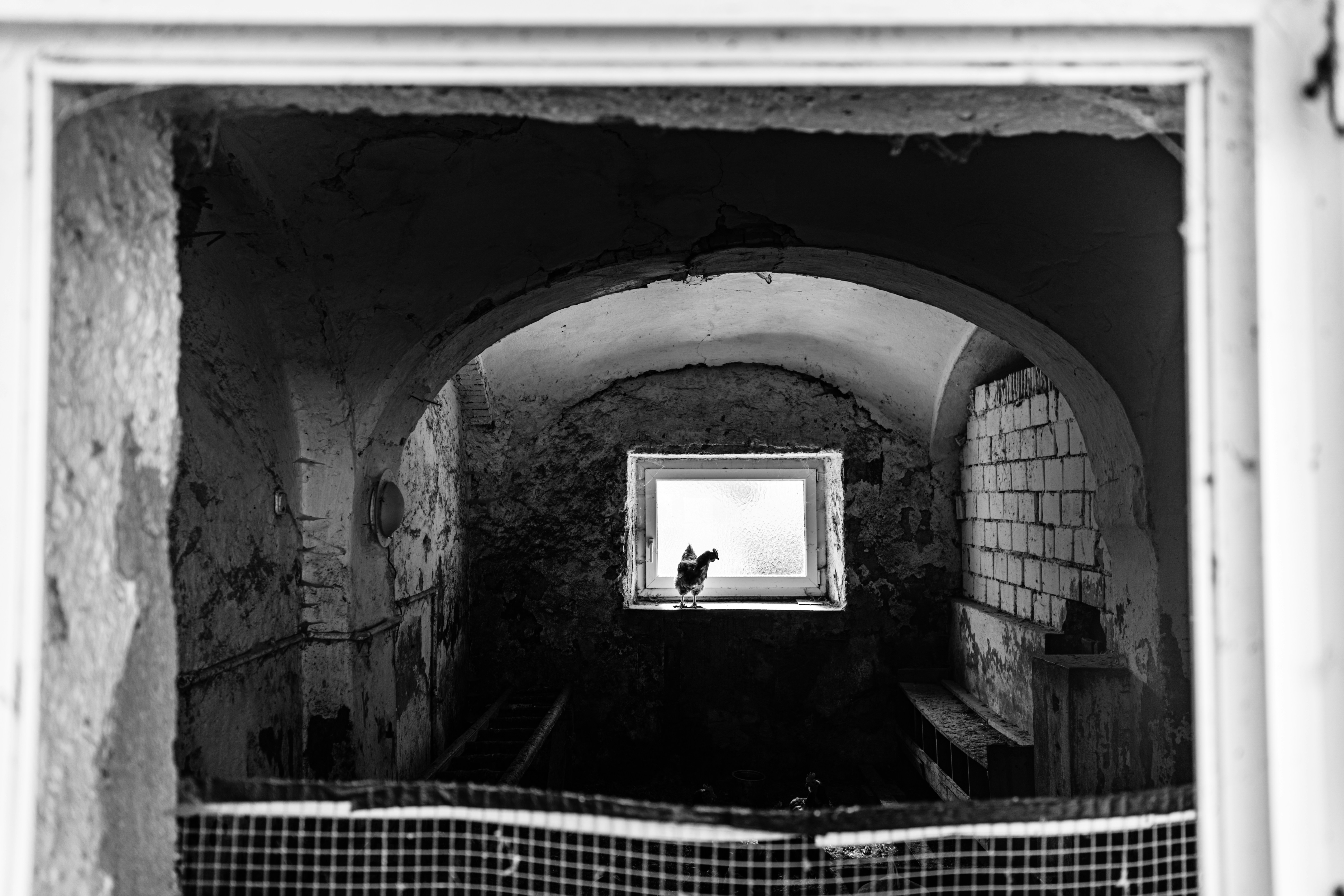 Cat in the Window: A Glimpse Through an Abandoned Atrium