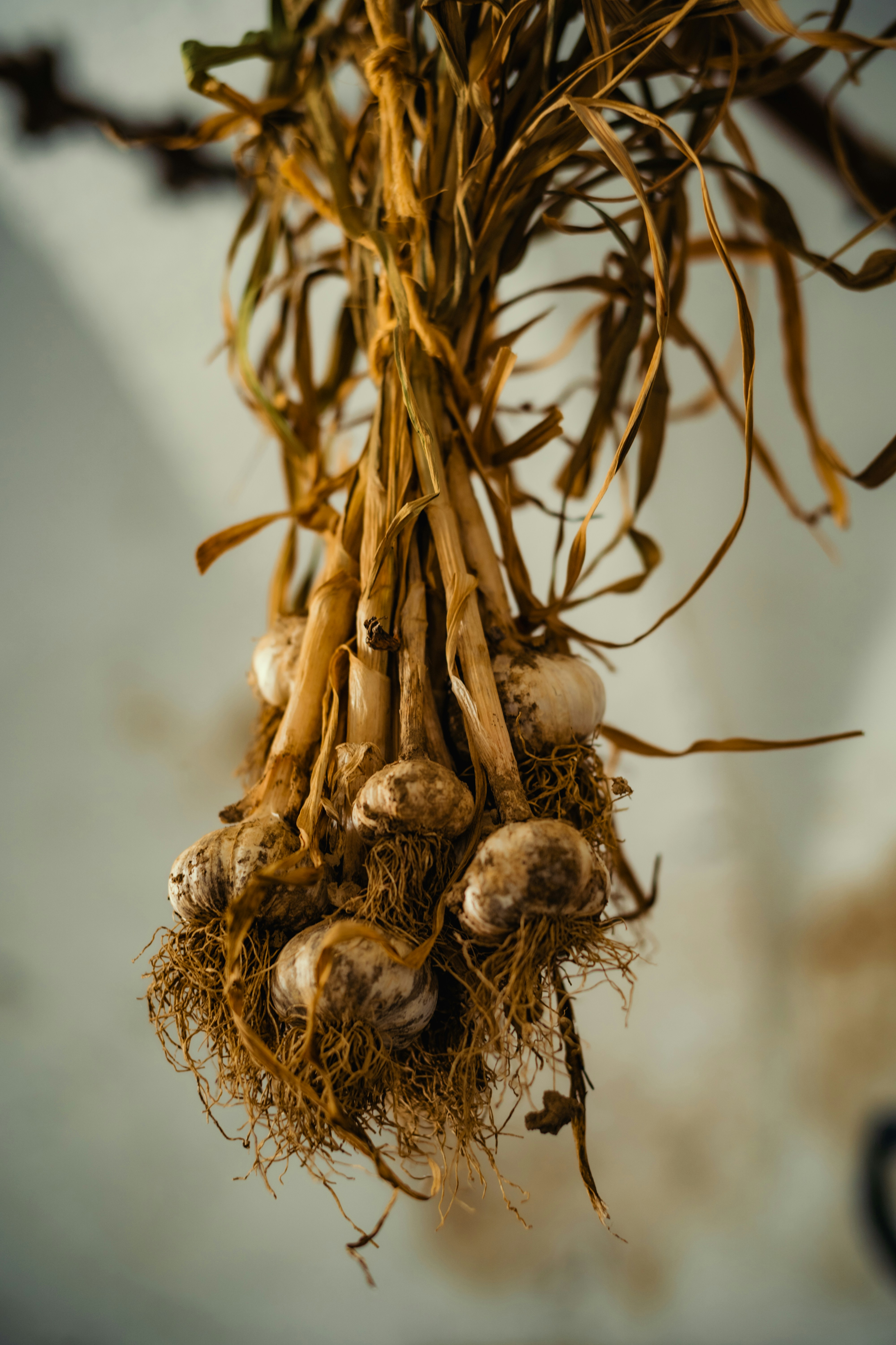 Heralds of Autumn: A Besotted Cluster of Dried Bulbs